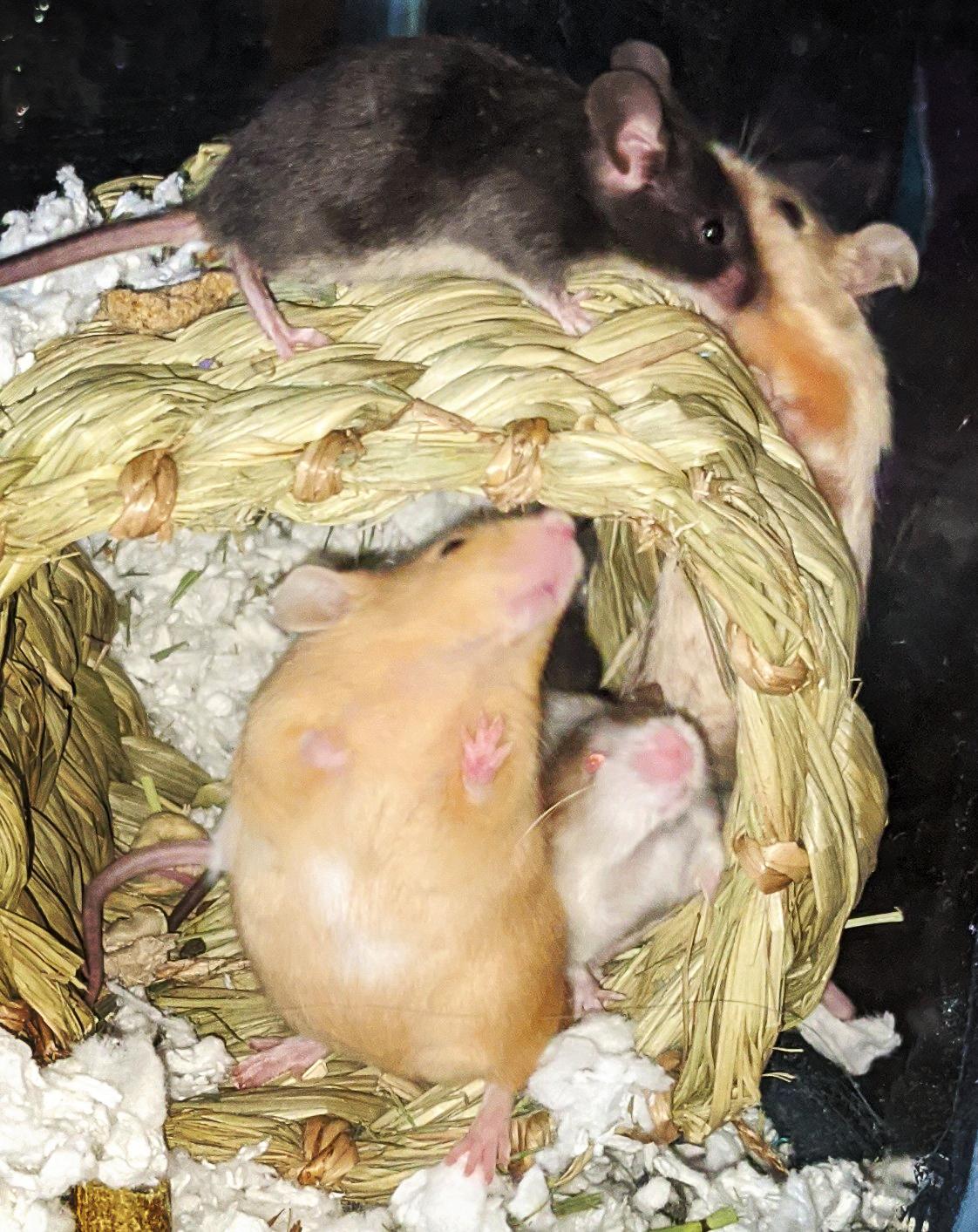 Finally getting around to bonding our little ladies! Going so well. (Details in comments ...