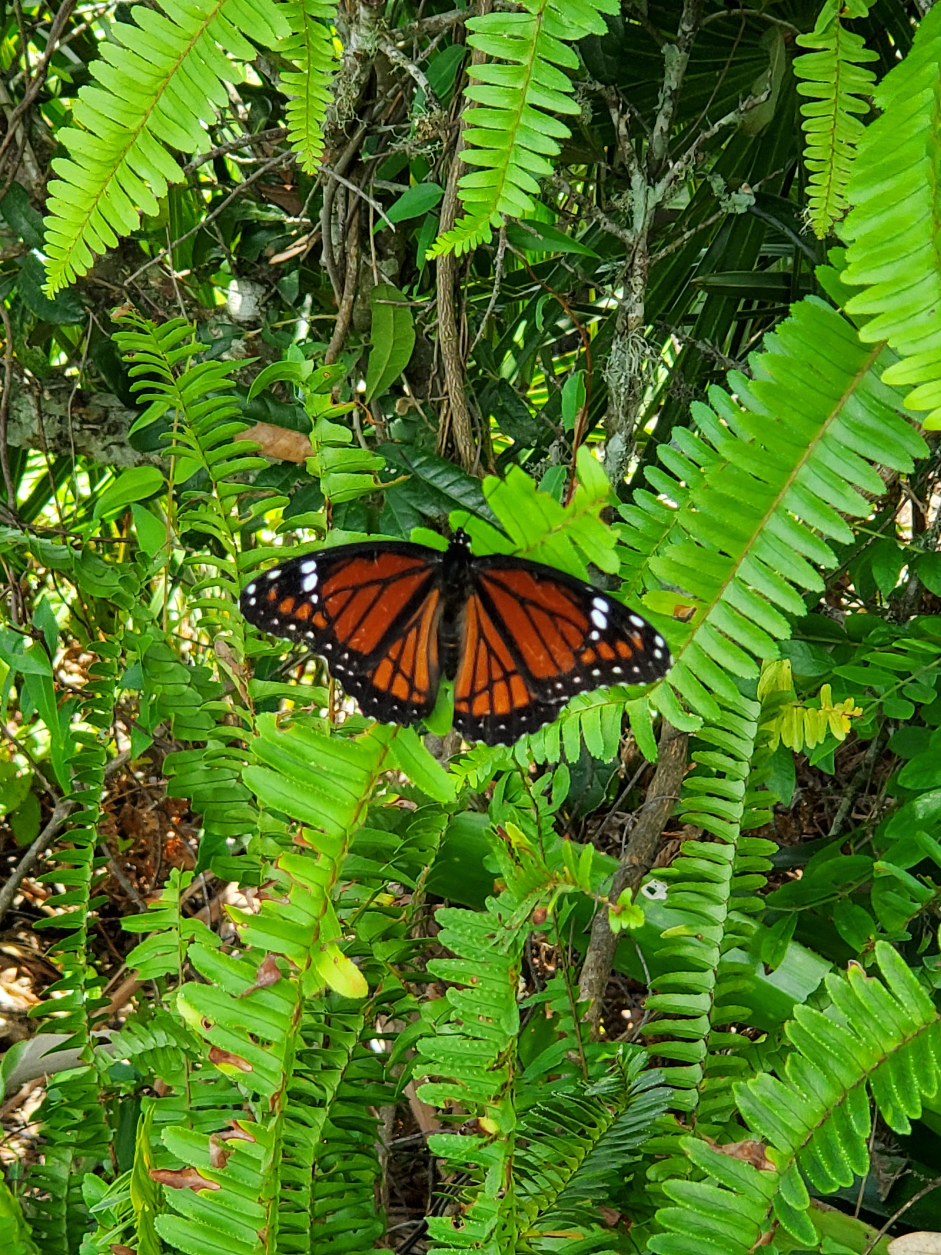 Finally got a decent shot of a butterfly. | Scrolller