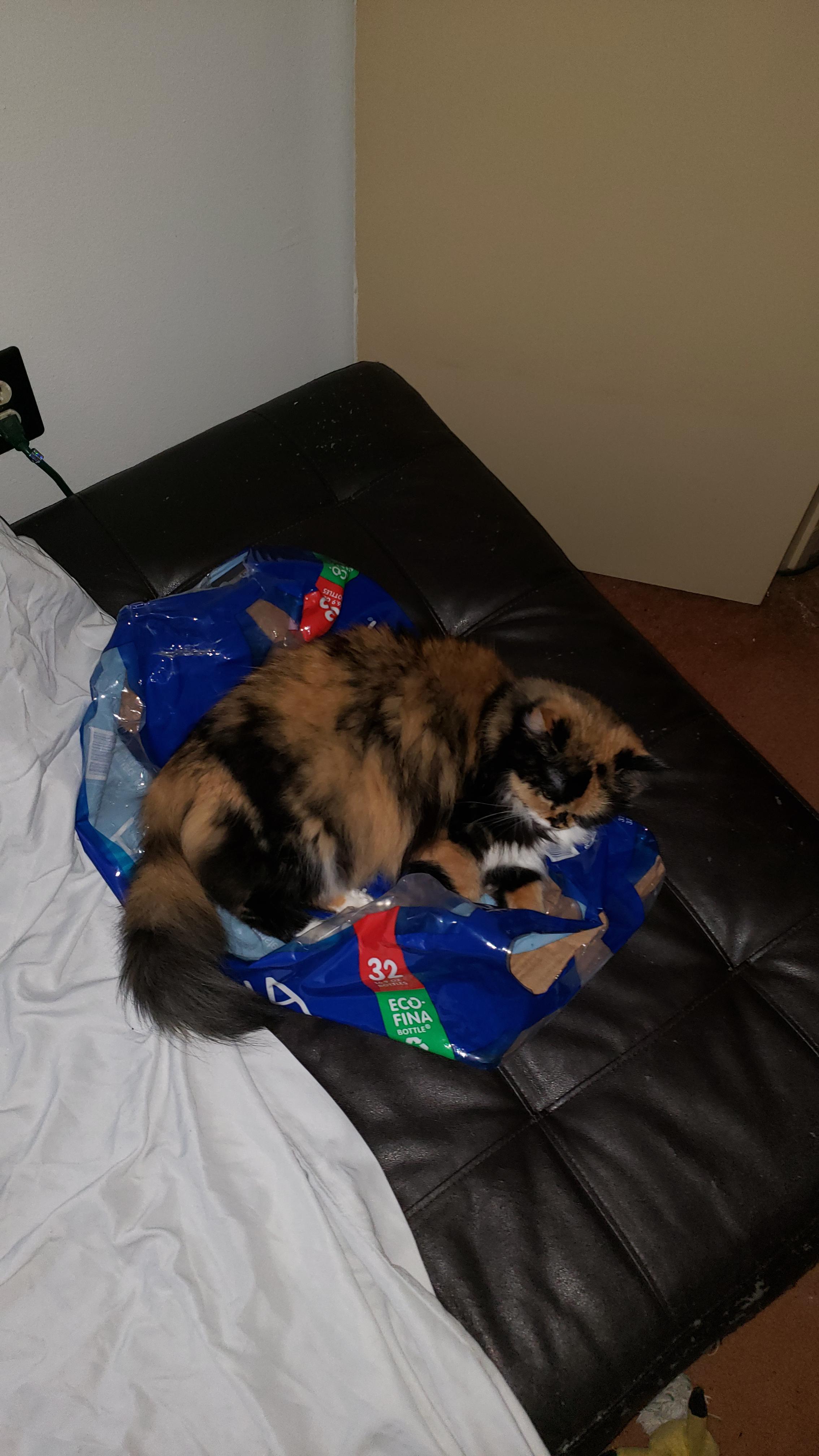 Finally got Miss Kitty! | Scrolller