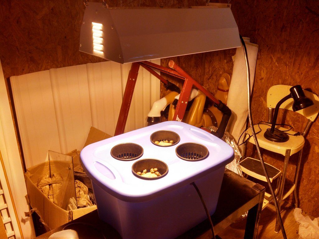 Finally got my first hydro setup going! | Scrolller