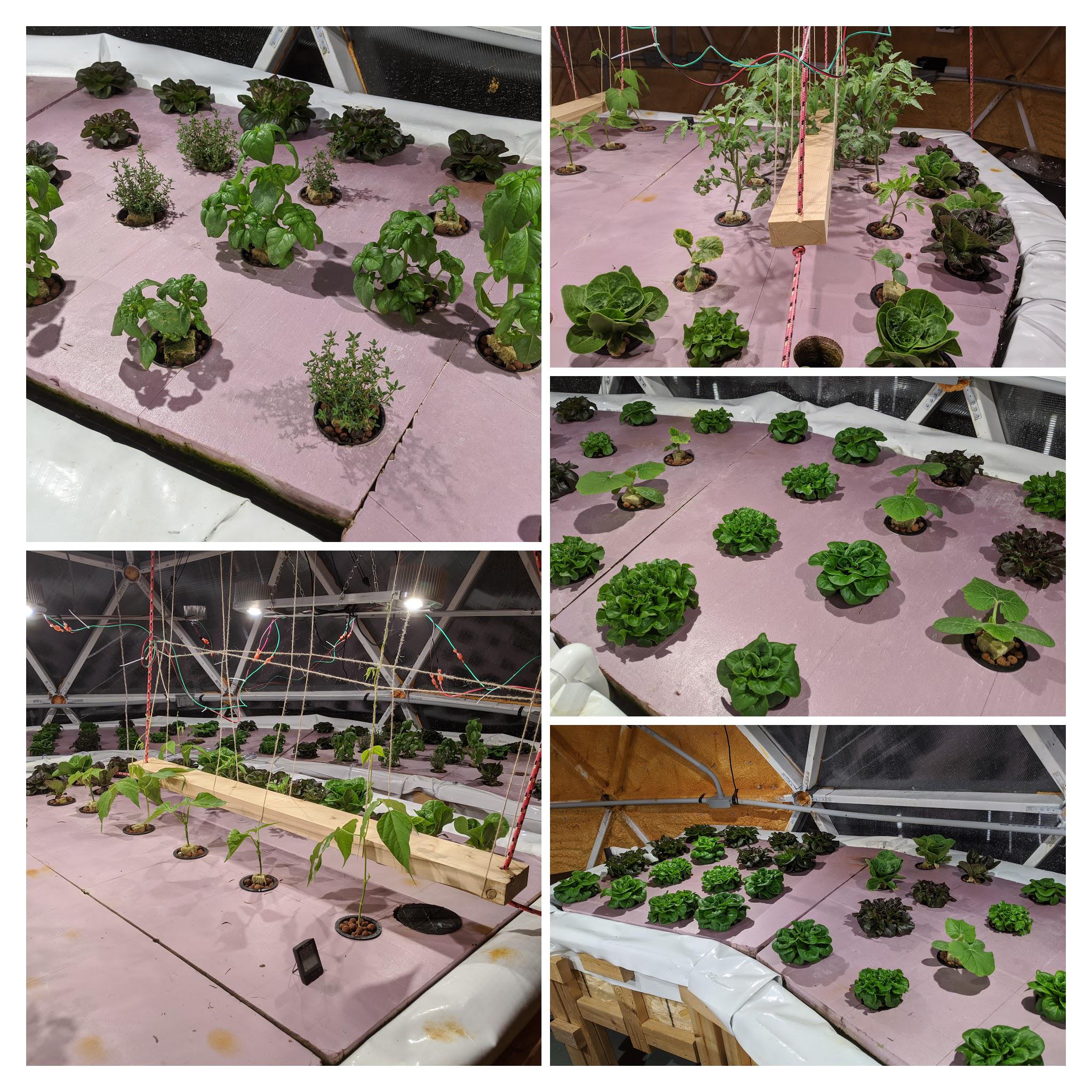 Finally got my nutrient deficiencies figured out (needed K). The ...