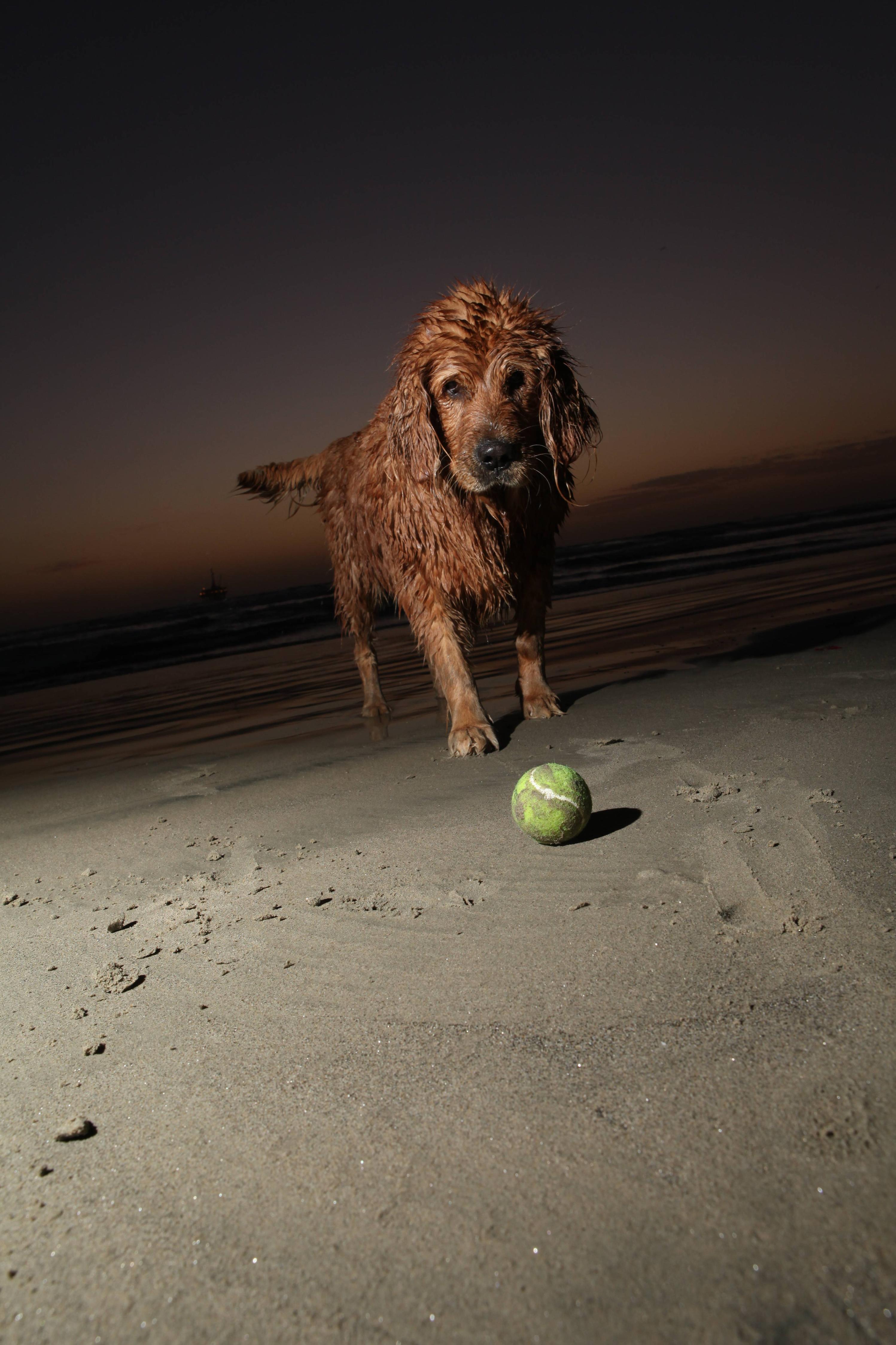 Fiona. Best damn beach dog this side of the Mississippi | Scrolller