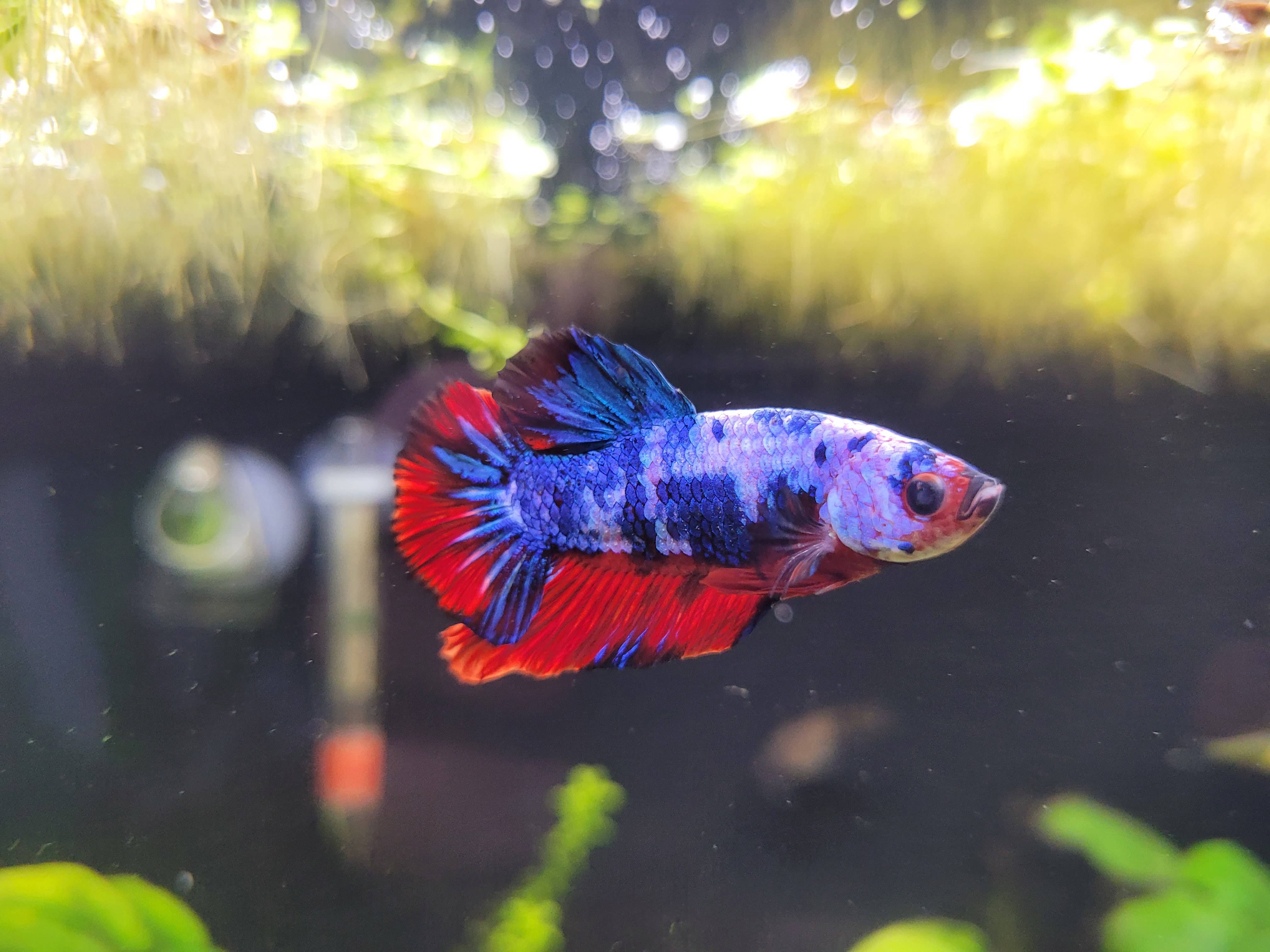Fire cracker showing off under his new tank light | Scrolller