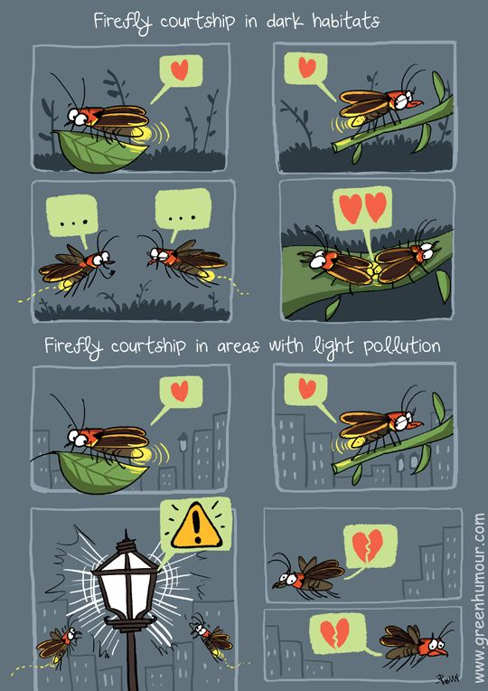 Fireflies and Light Pollution | Scrolller