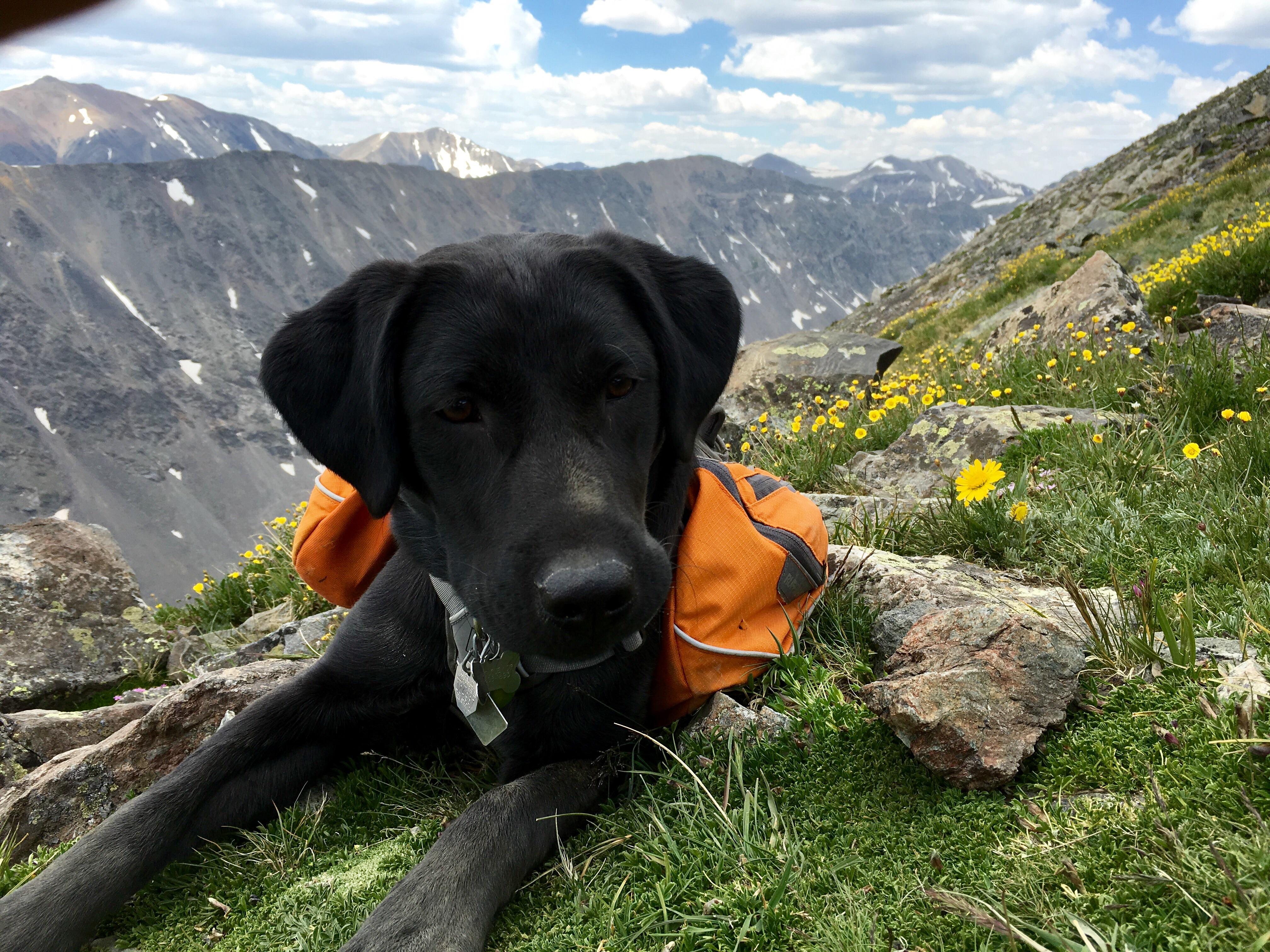 First big hike with Walter. Venable & Comanche Loop. | Scrolller