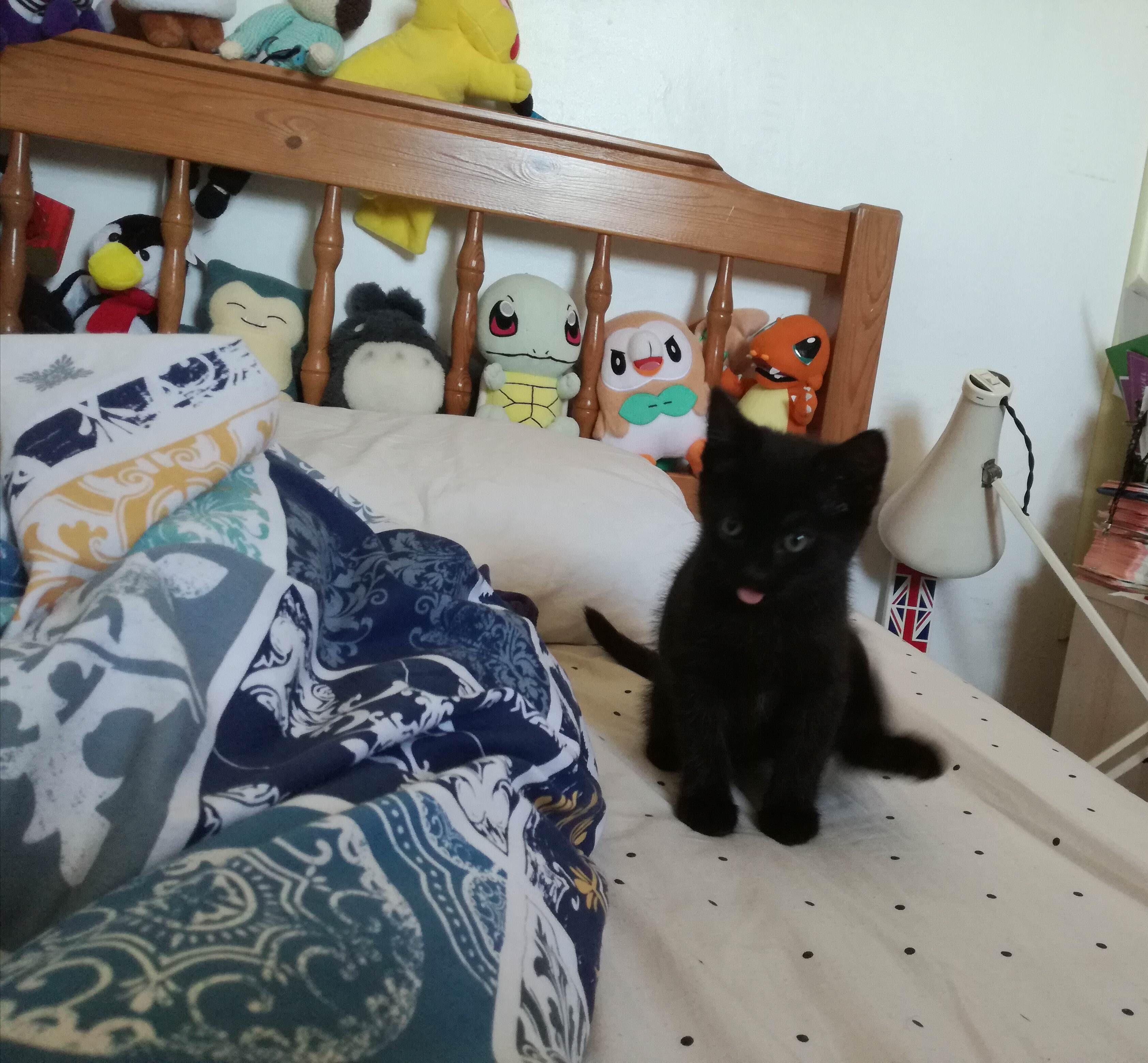 First blep since I took her home. | Scrolller