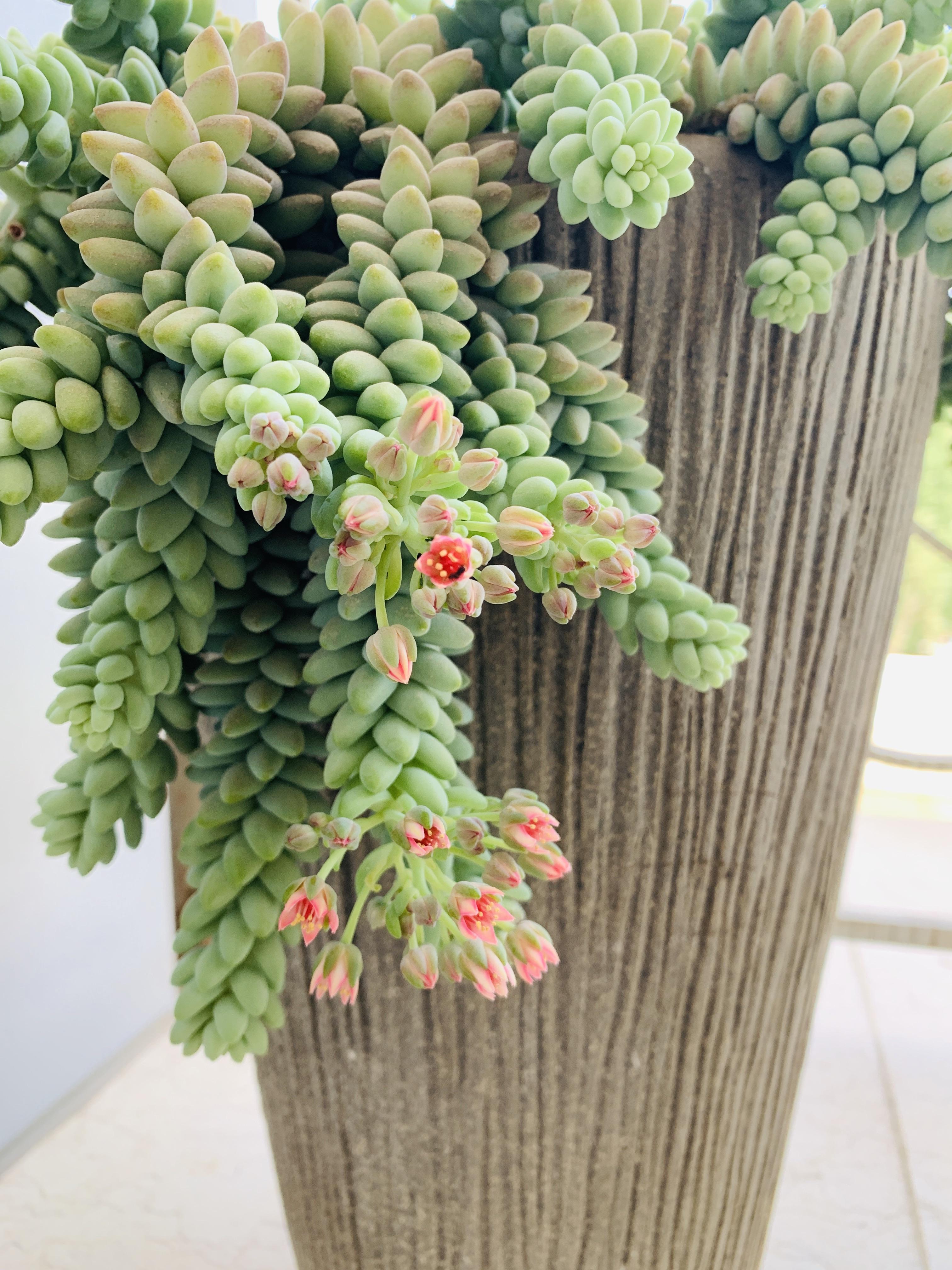 First Bloom 🌸 | Scrolller