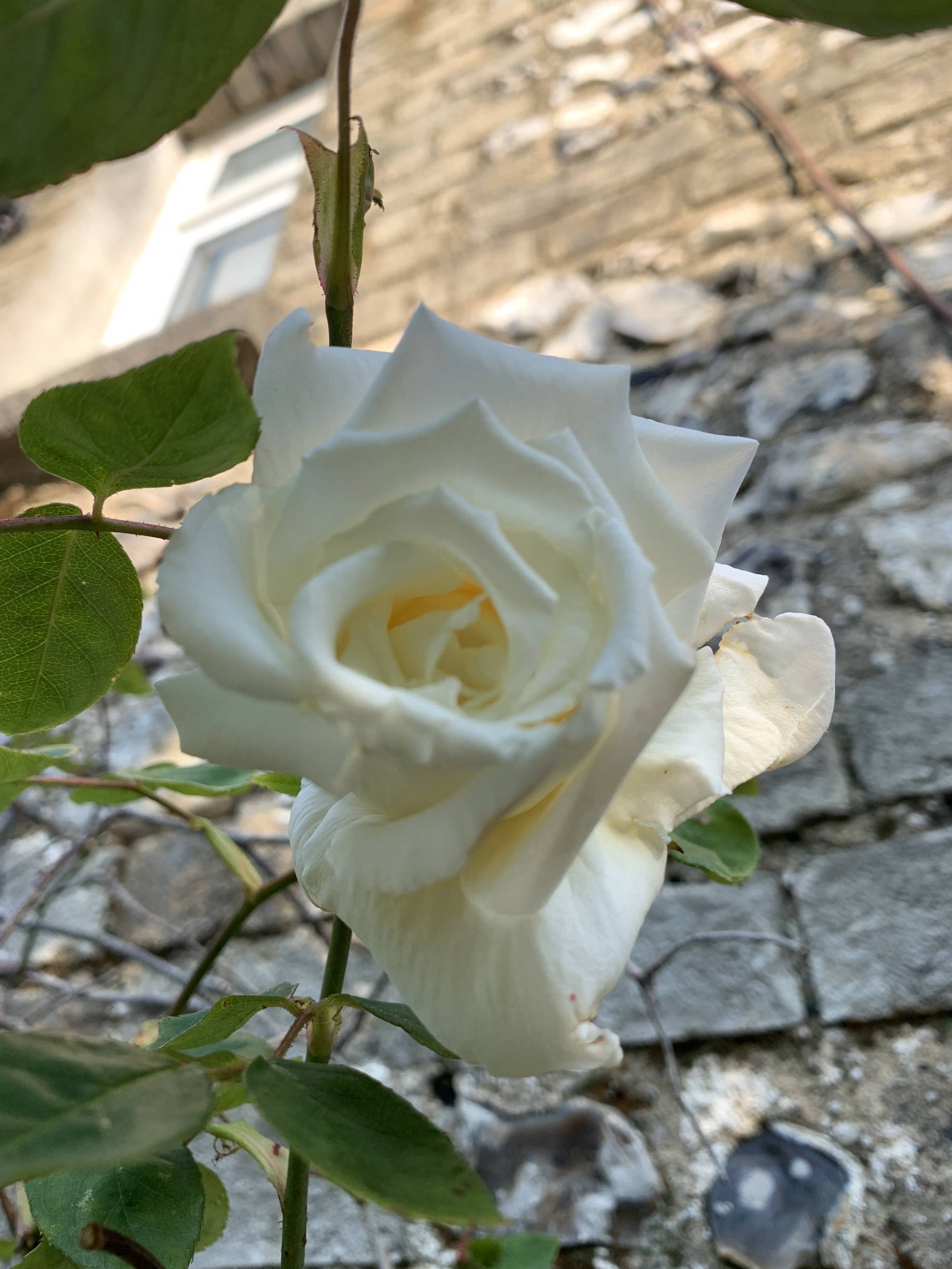 First bloom of the year! | Scrolller