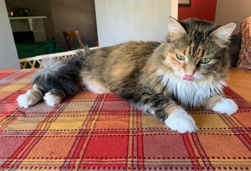 First Bloop | Scrolller