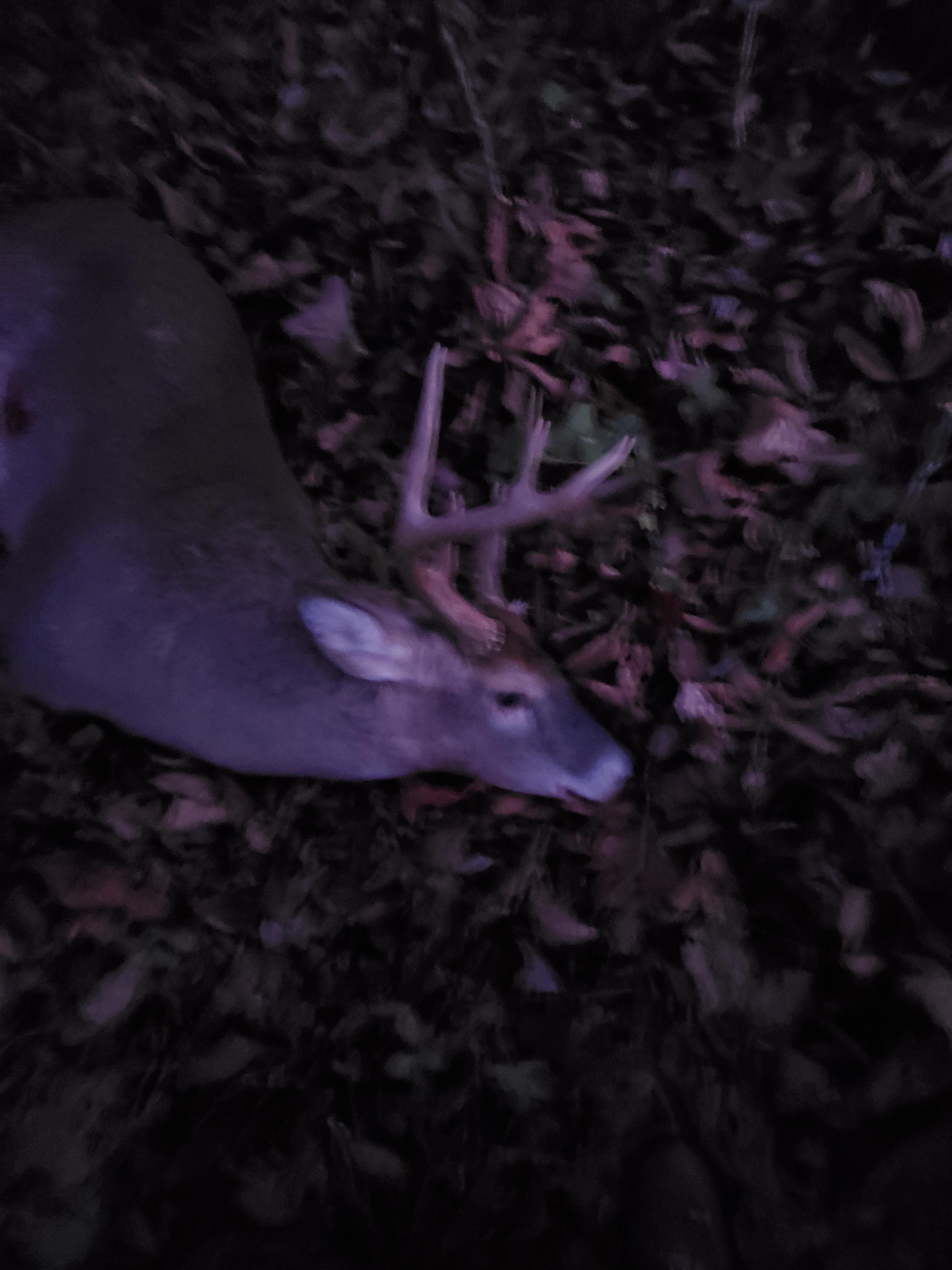 First buck I ever shot. It's a fat 7 pointer | Scrolller