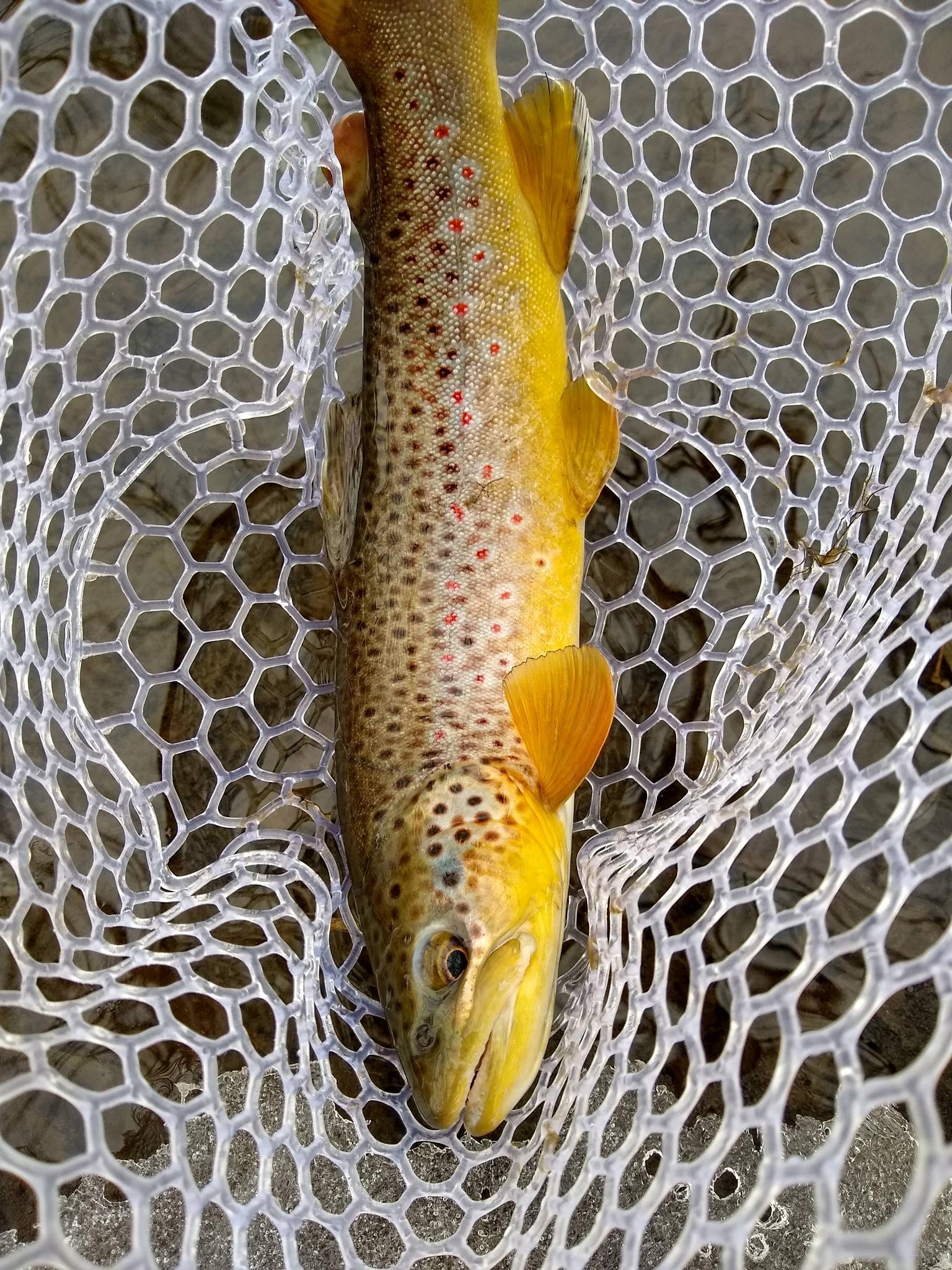 First cast of the year, first fish on my own fly | Scrolller