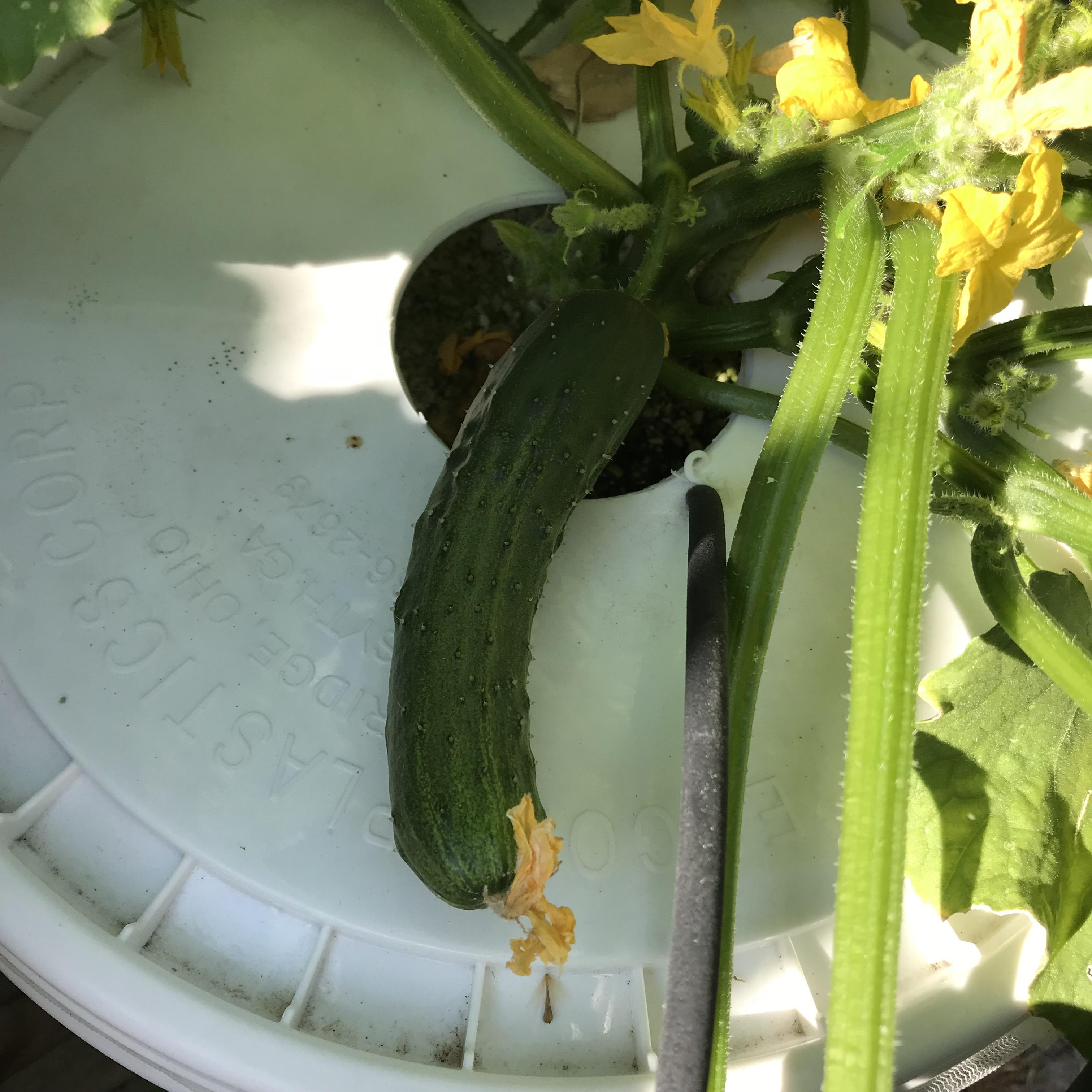First cucumber | Scrolller