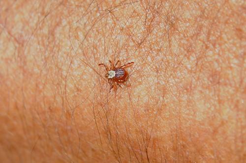 First Dark Passenger for the year...be mindful and be careful out there hiking! | Scrolller