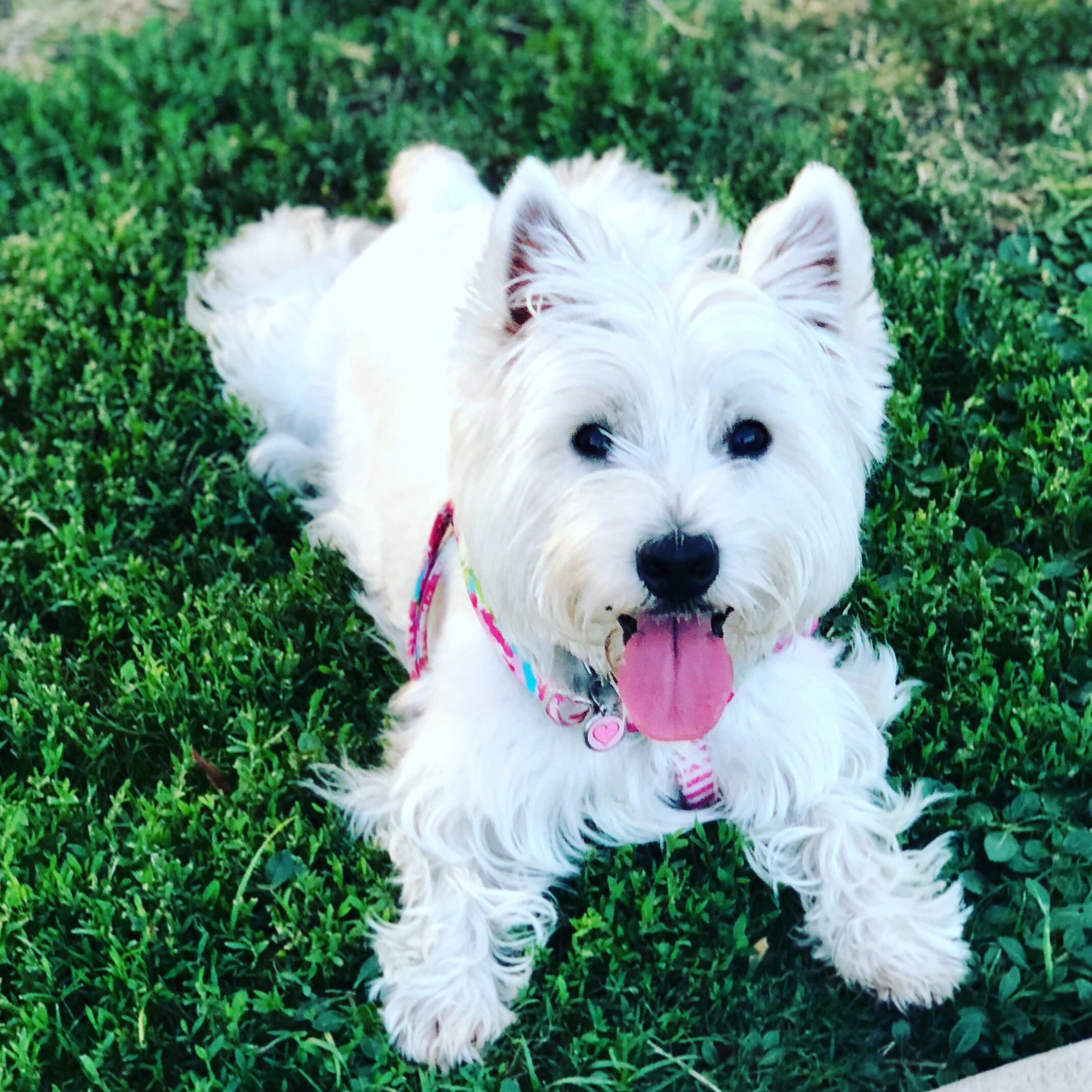 First day on Reddit and had to post a pic of my sweet Coco💗 | Scrolller