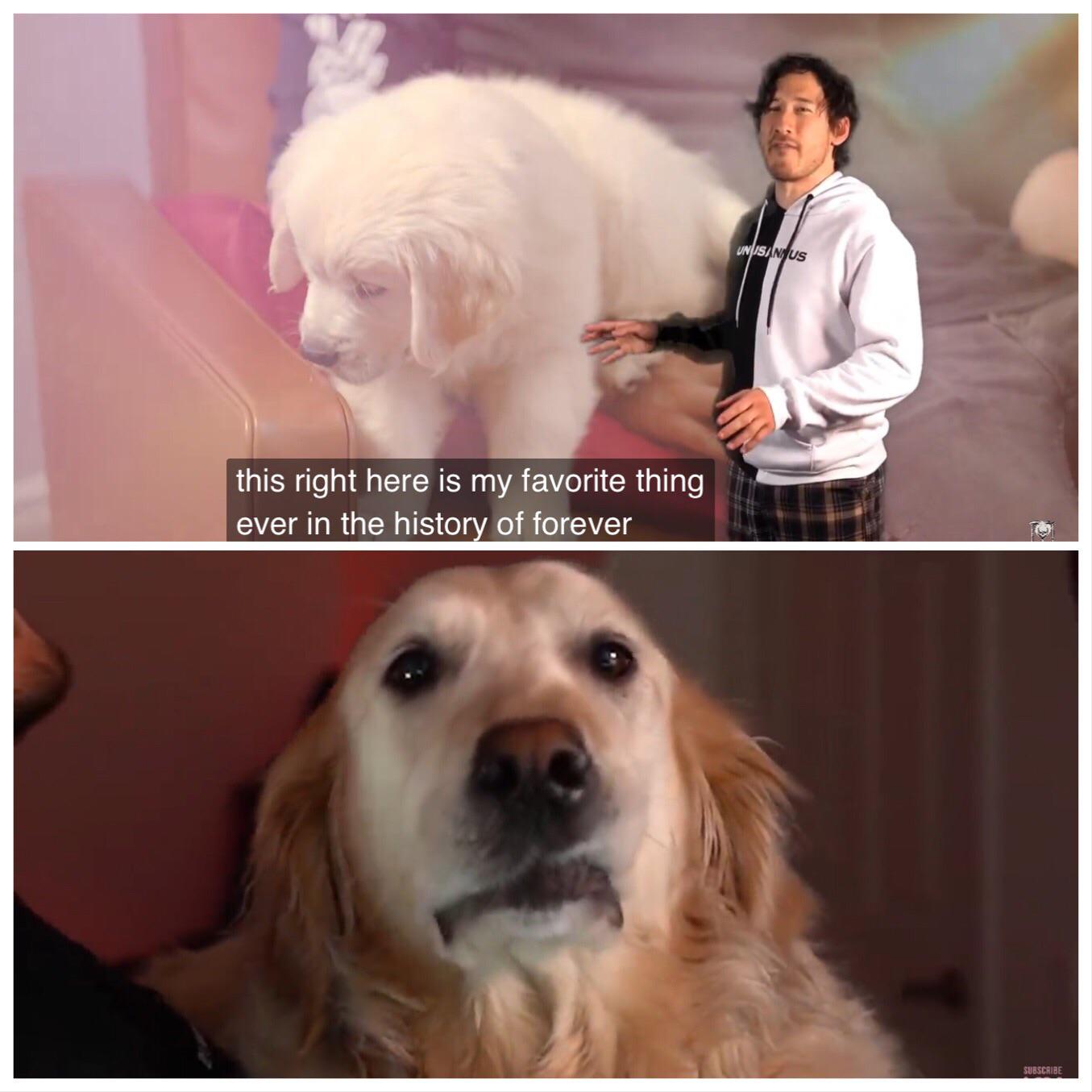 First ever meme. Don’t worry Chica, you are amazing! | Scrolller