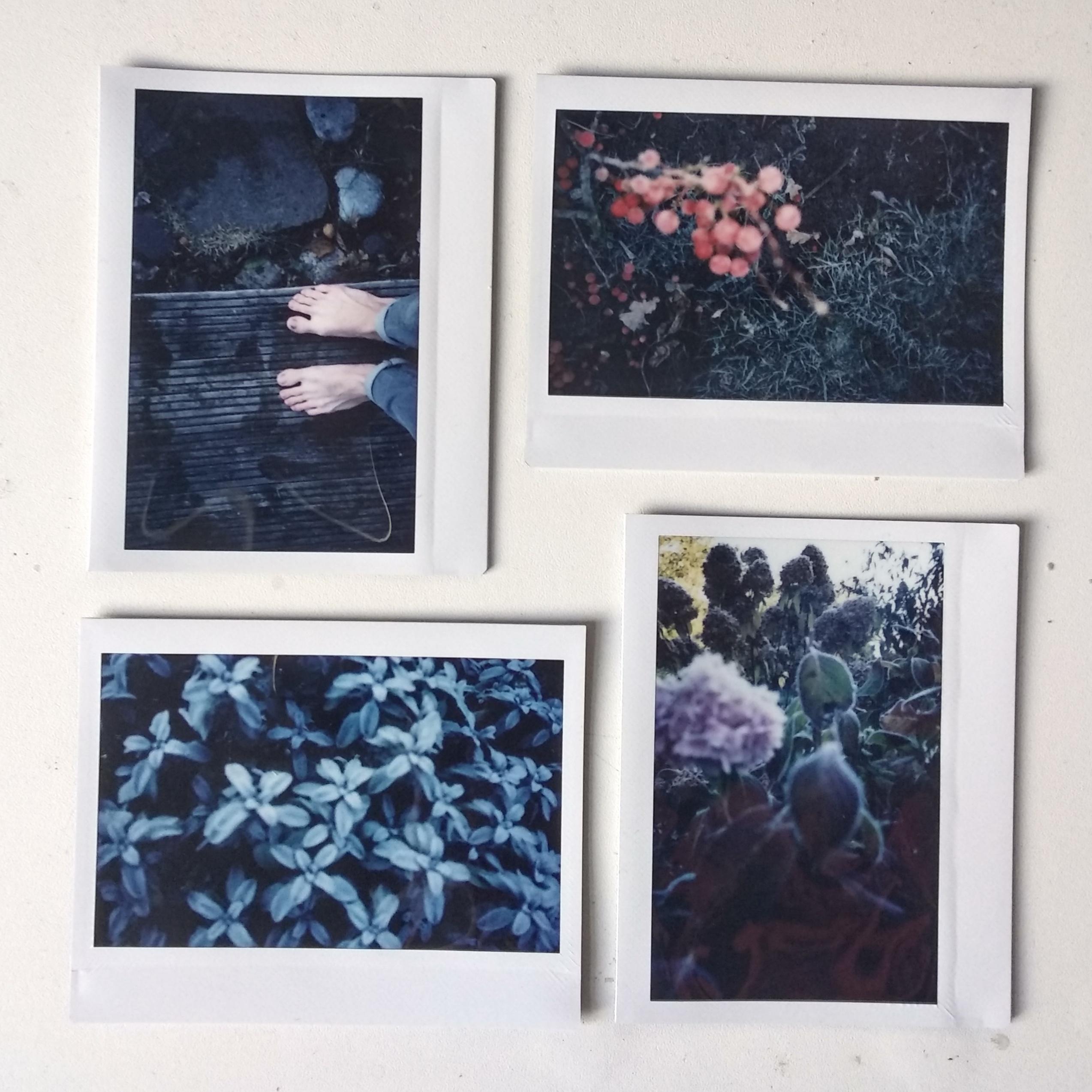 First Frost [Instax 100] | Scrolller
