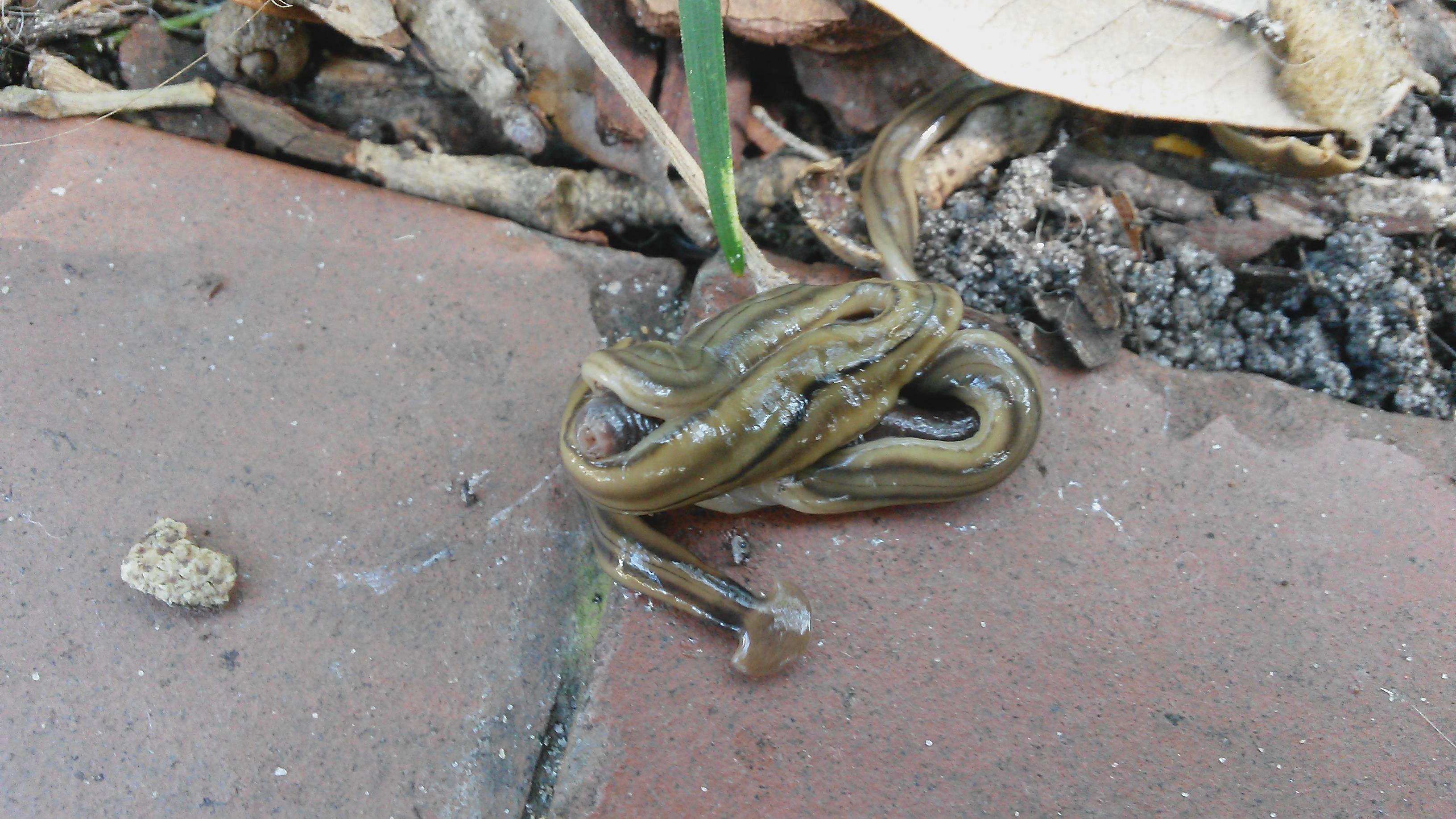 First Hammerhead Worm I've seen, wrapped around an earthworm too ...