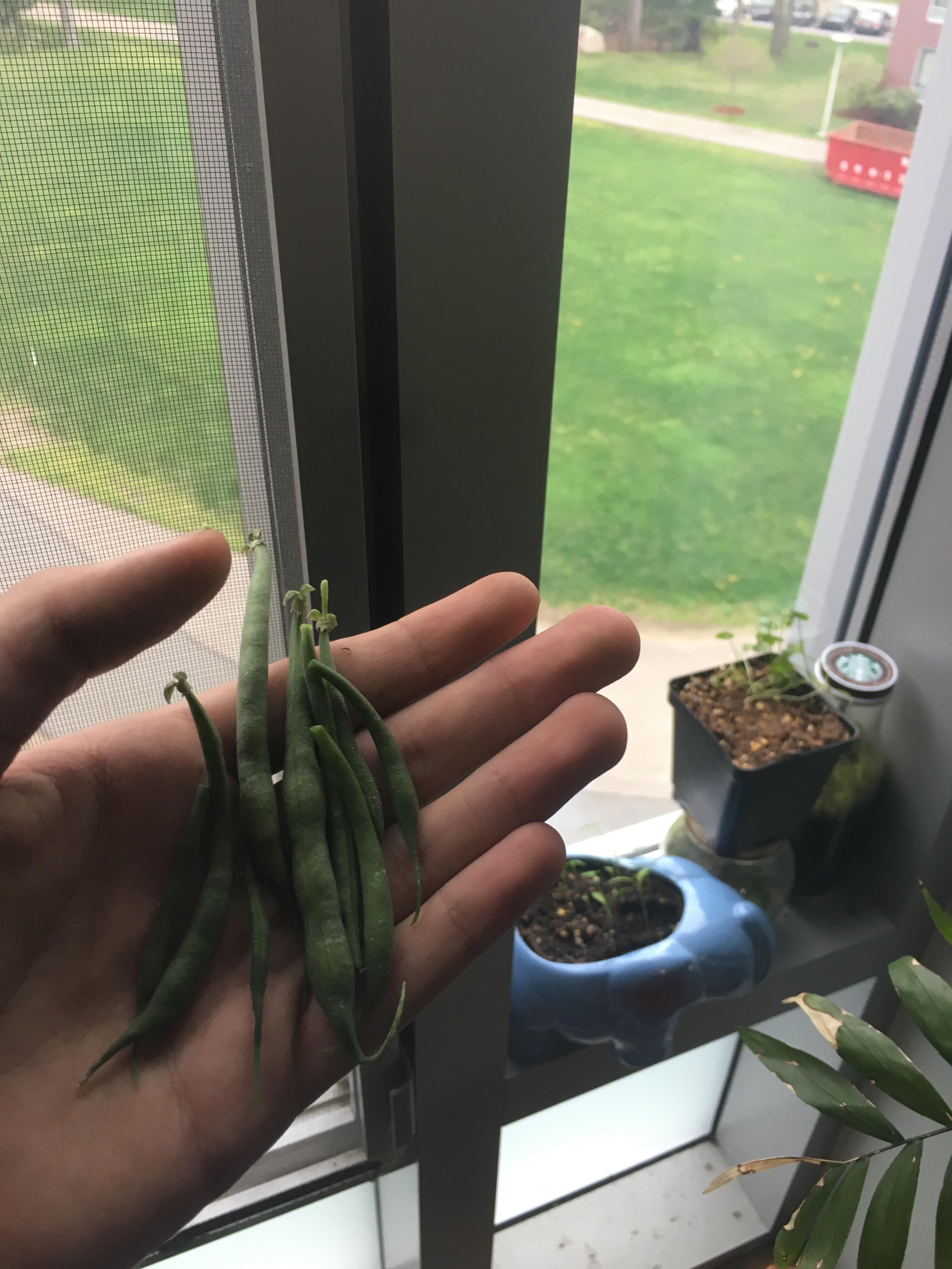 First hydroponics harvest, I don’t know if I’ll be able to eat it all | Scrolller