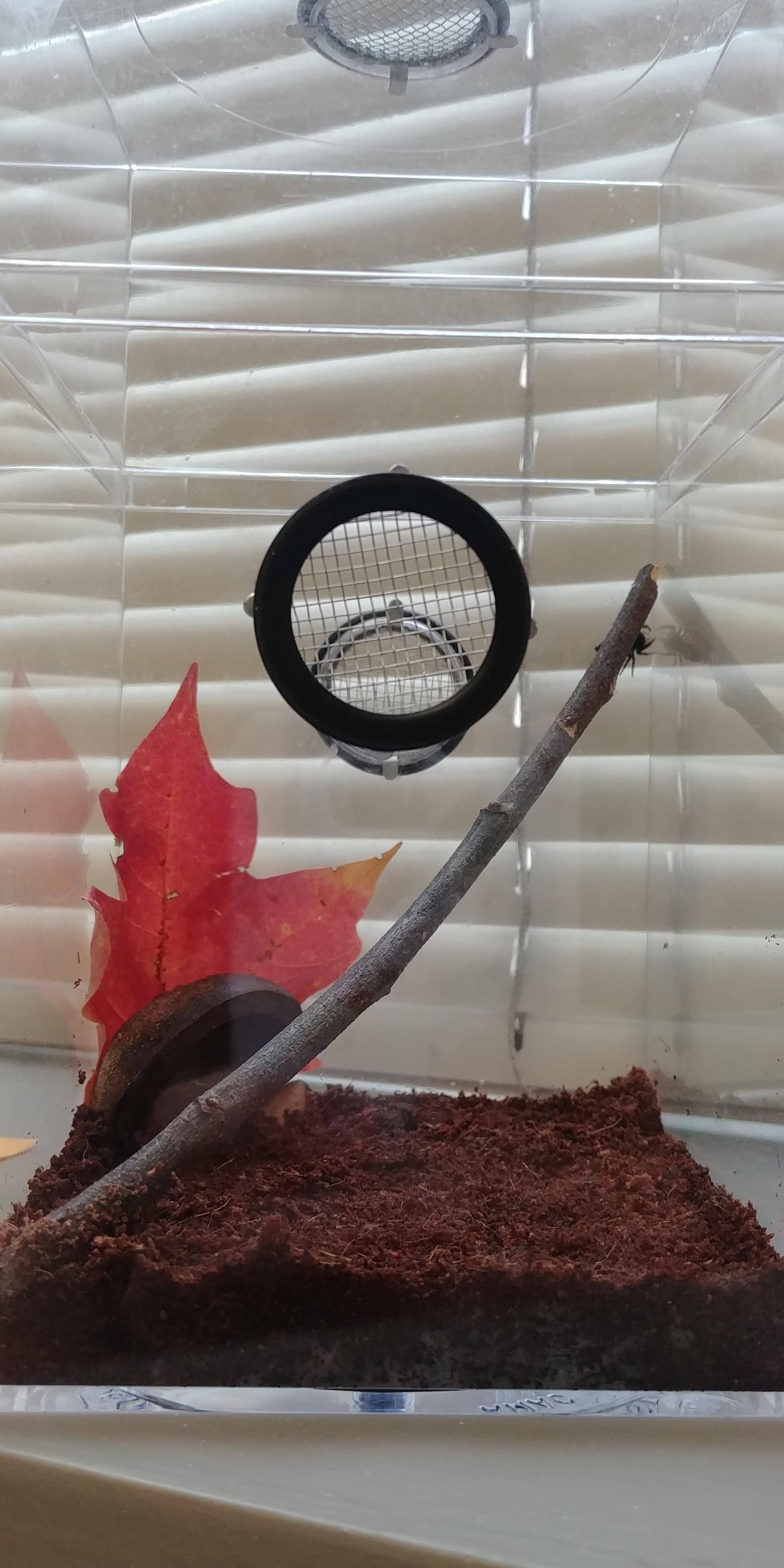 First jumping spider enclosure!!! | Scrolller