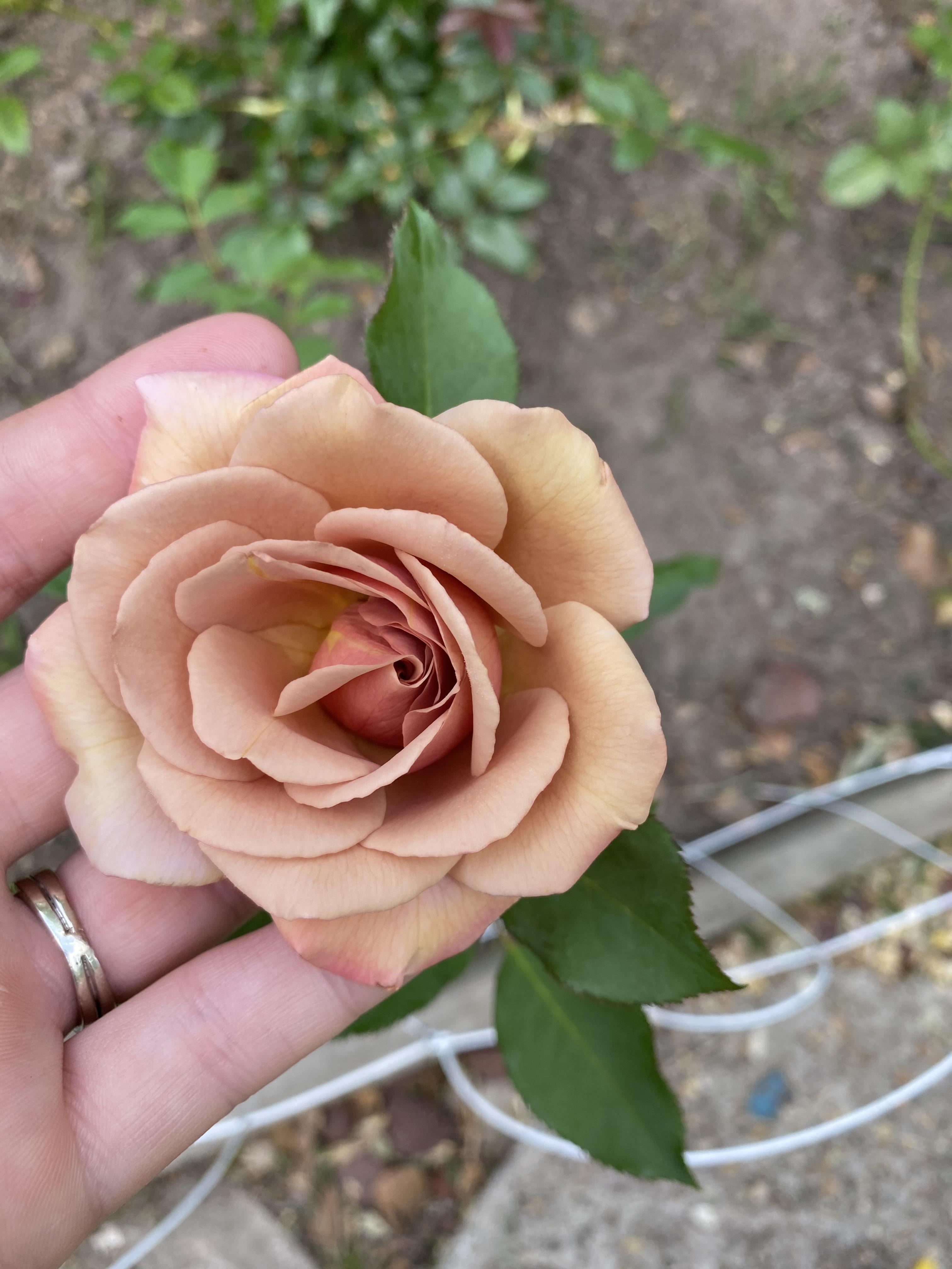 First Koko Loko bloom! | Scrolller