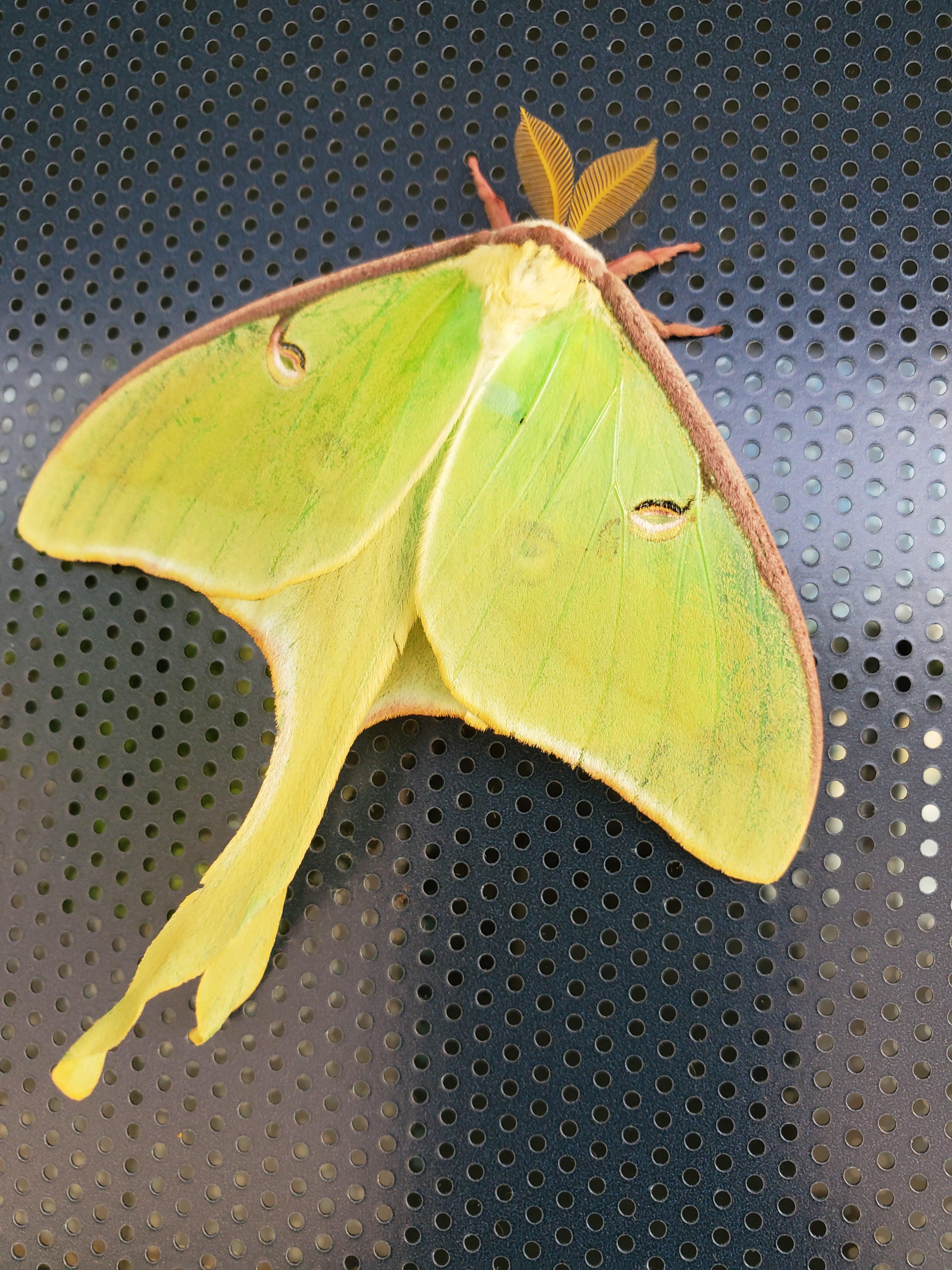 First Luna moth of the year is always a special one! | Scrolller