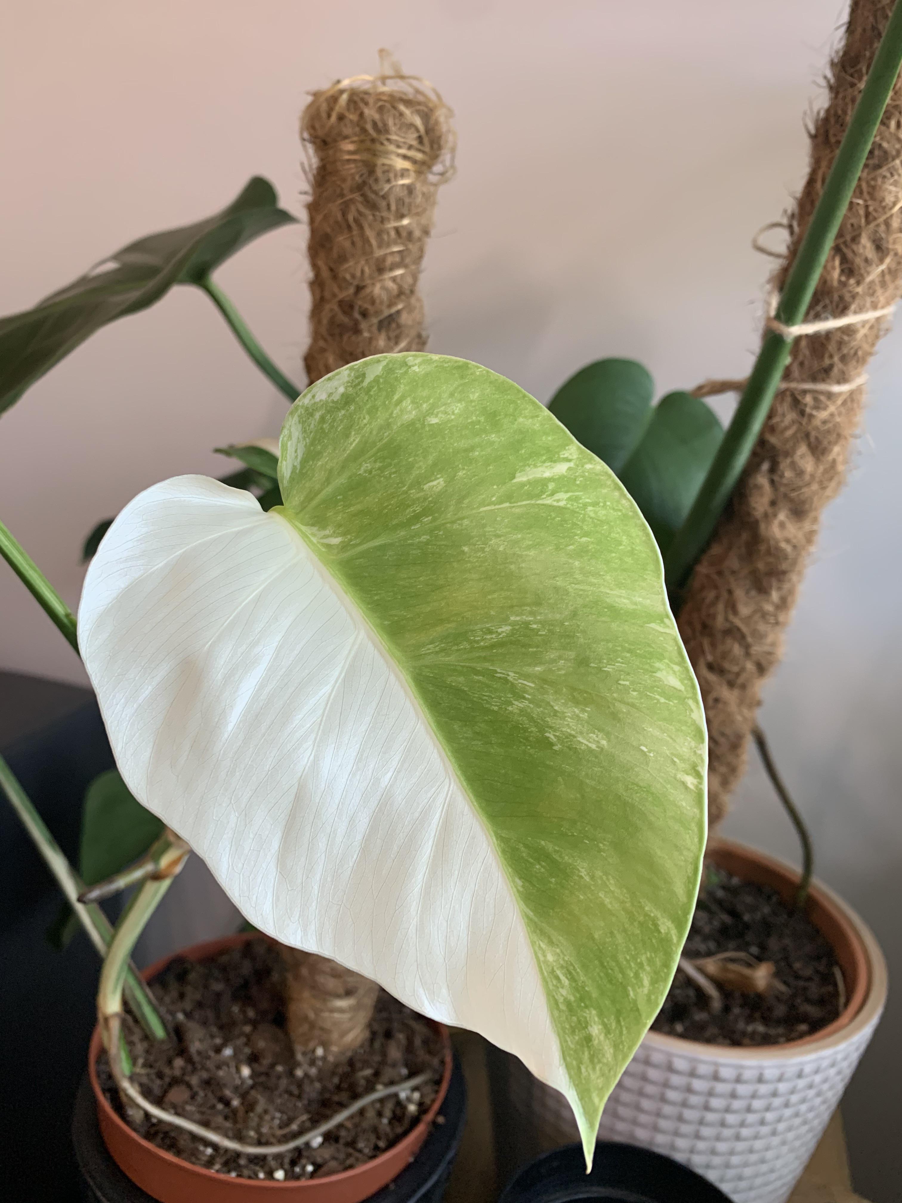First new leaf is a smaller one but beautiful none the less | Scrolller