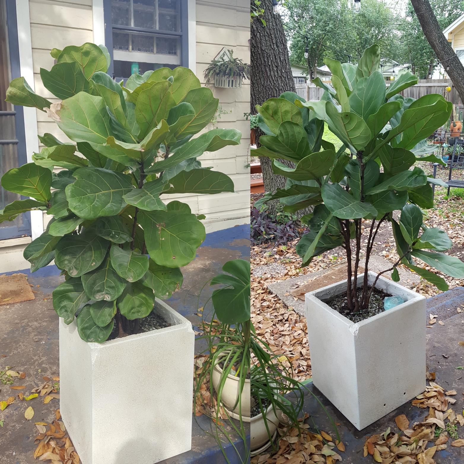 First pruning ever and the first time I've seen her legs. Scandalous. | Scrolller