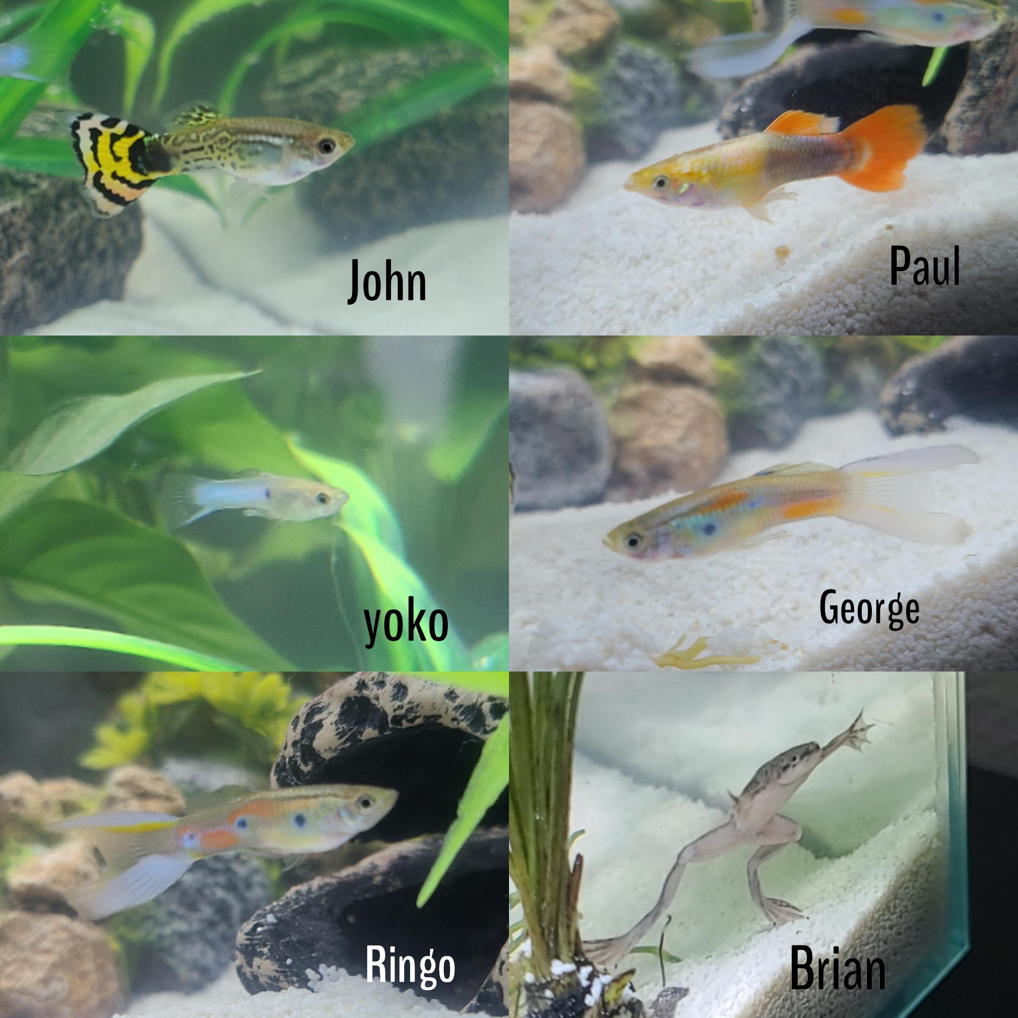 First time guppy owner. My Beatles and their manager Brian | Scrolller