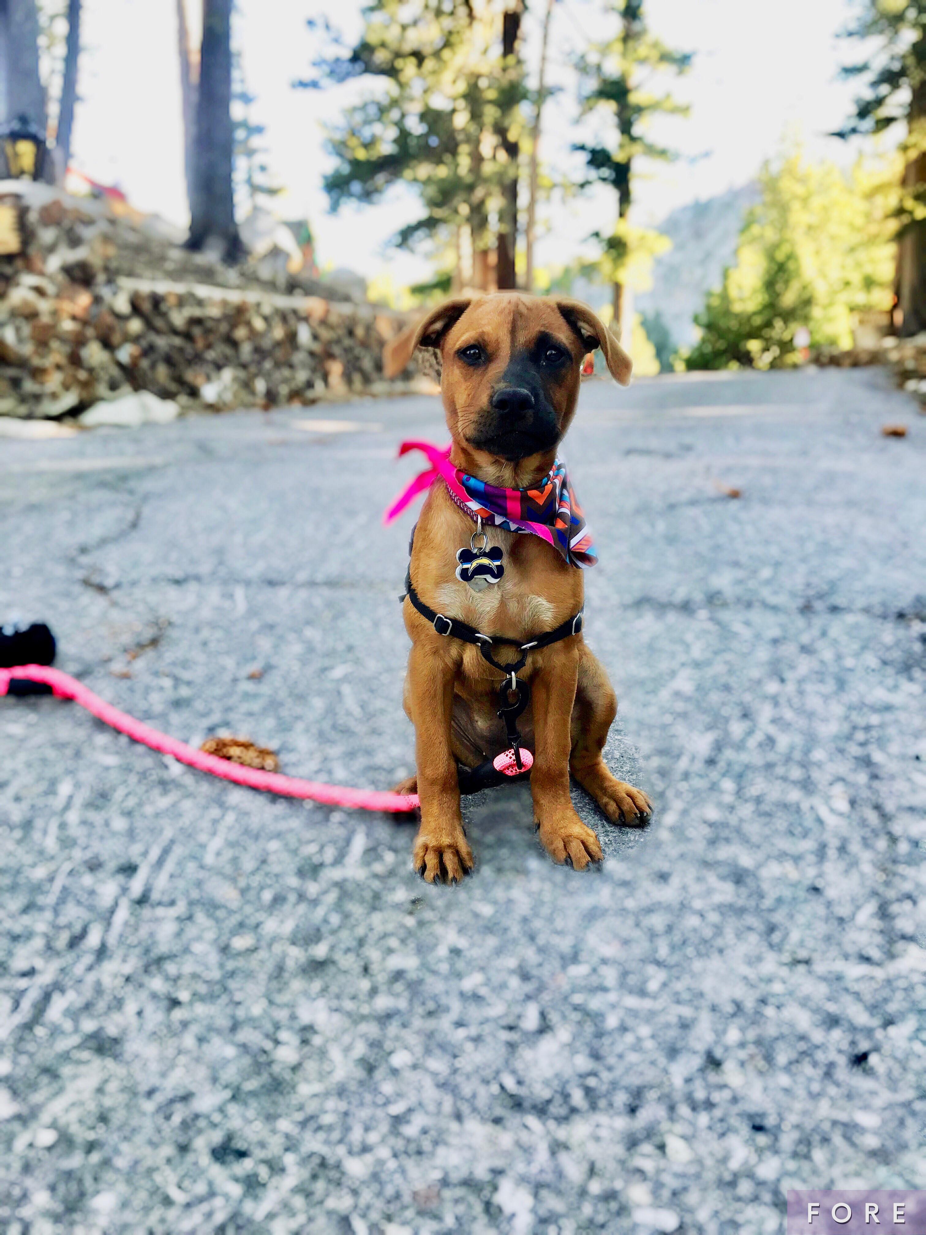 First time posting after finding this sub! Meet Kiara.. 1 yr old rescue and told she was a boxer ...