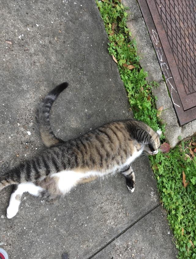 First time visiting and was welcomed by a very nice local off Canal street during a run. | Scrolller