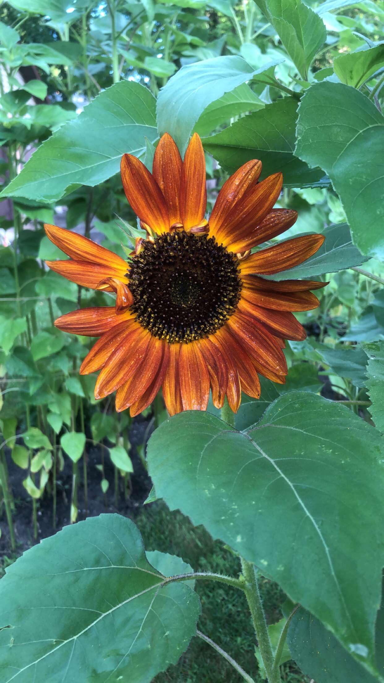 ☀️ First to bloom | Scrolller