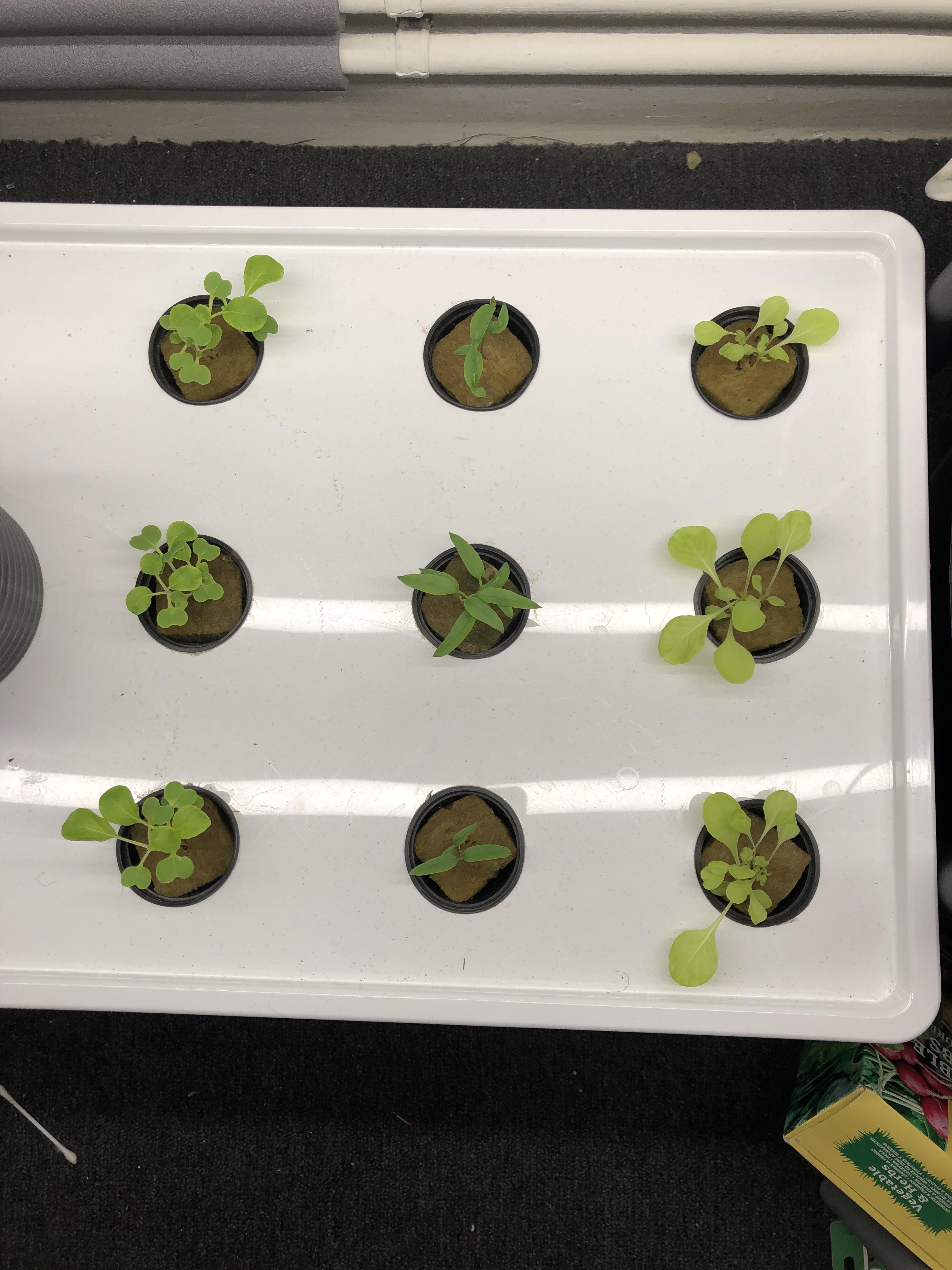 First try DIY hydroponic micro gardening | Scrolller