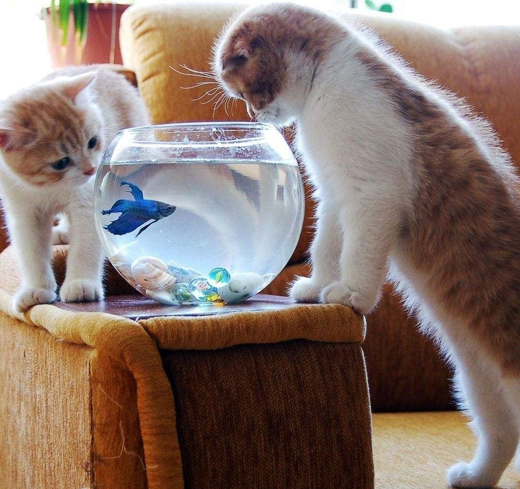 fish: I'm so scared... | Scrolller