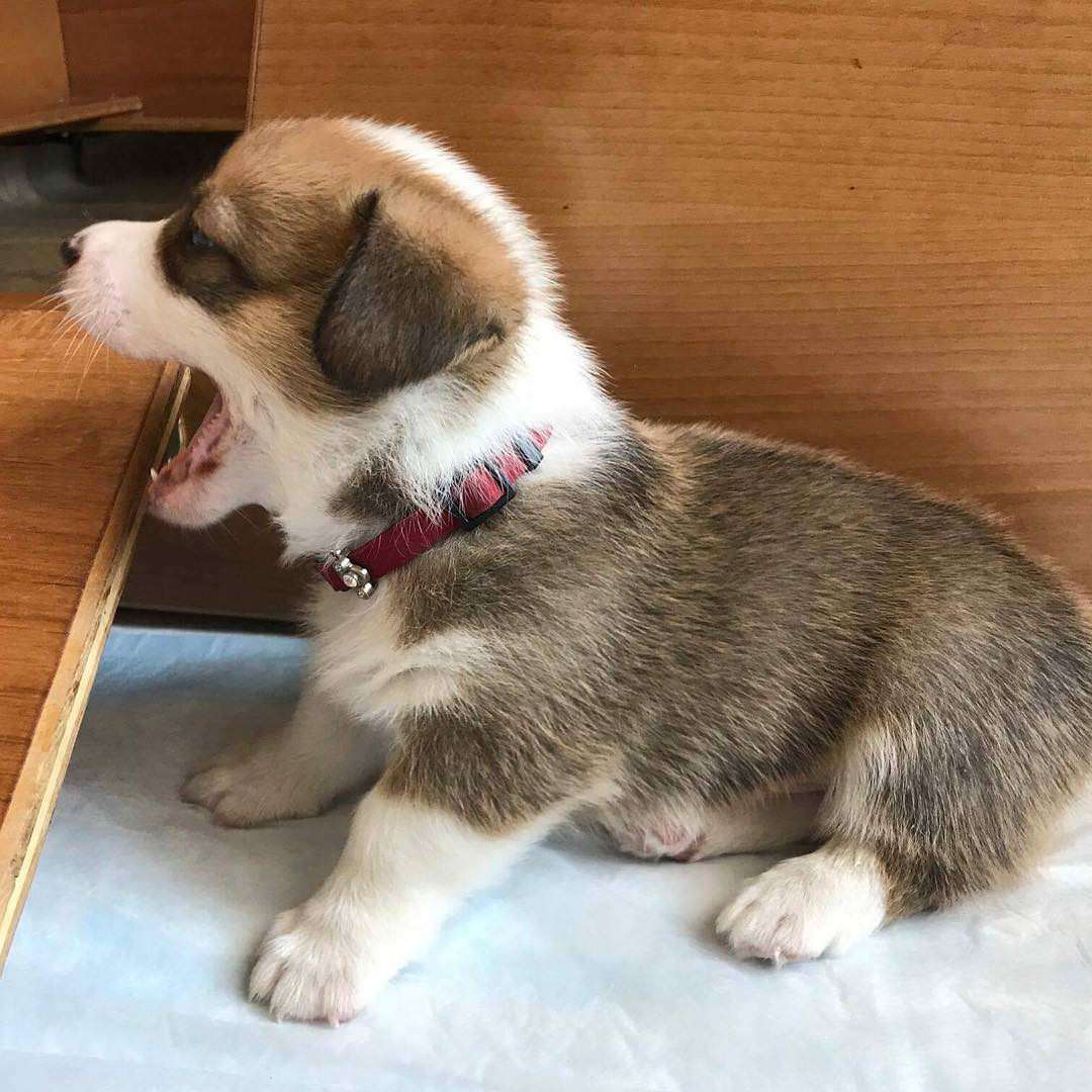 Fletcher unleashing his vicious roar | Scrolller