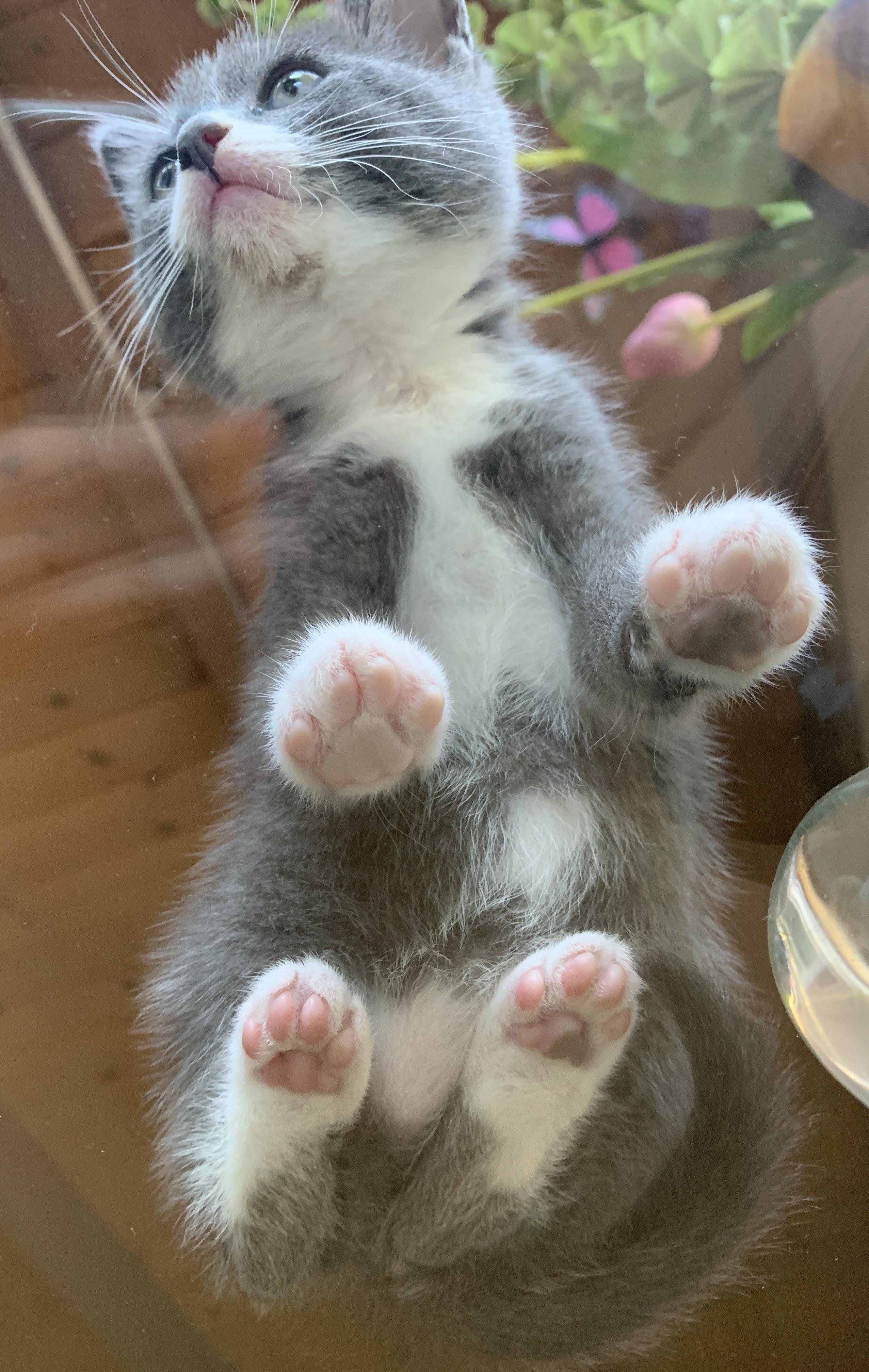 Floating Kitten Beans | Scrolller
