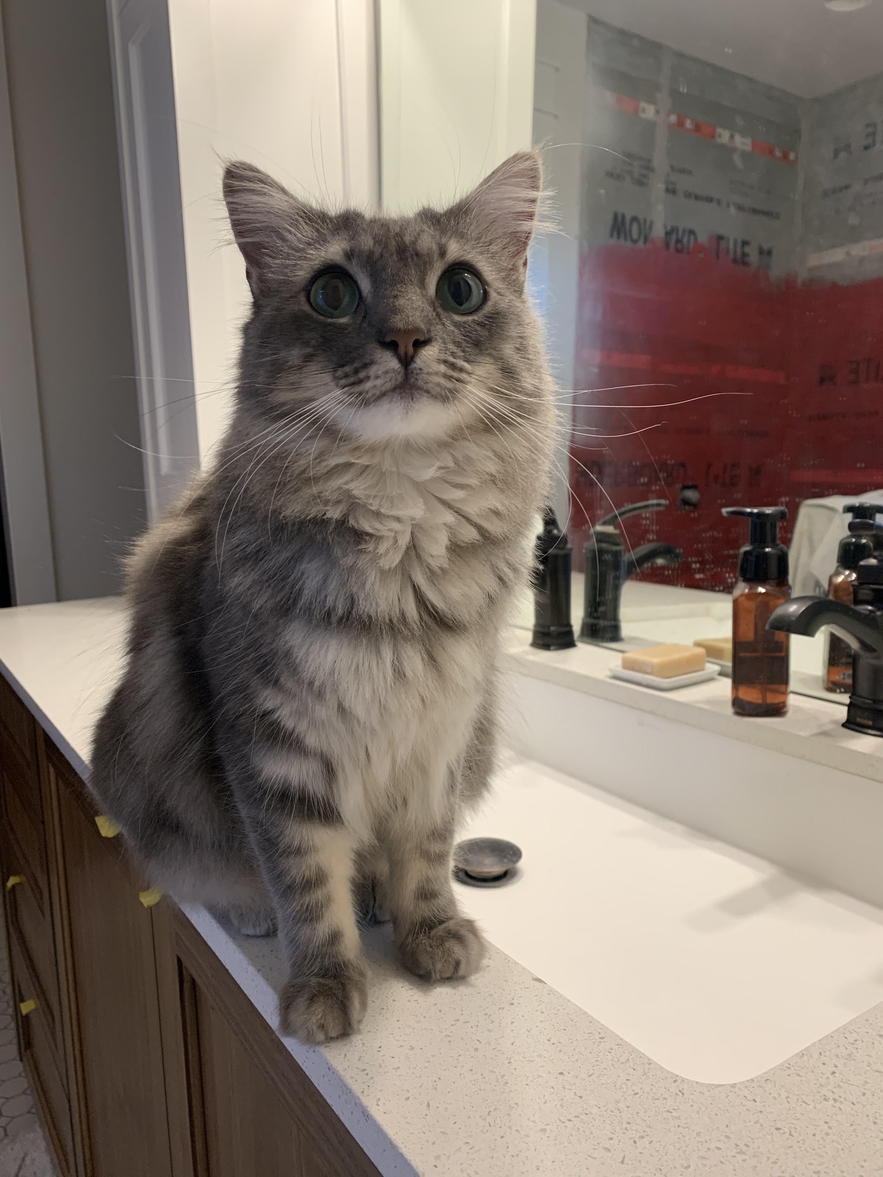 Floof in Training. | Scrolller