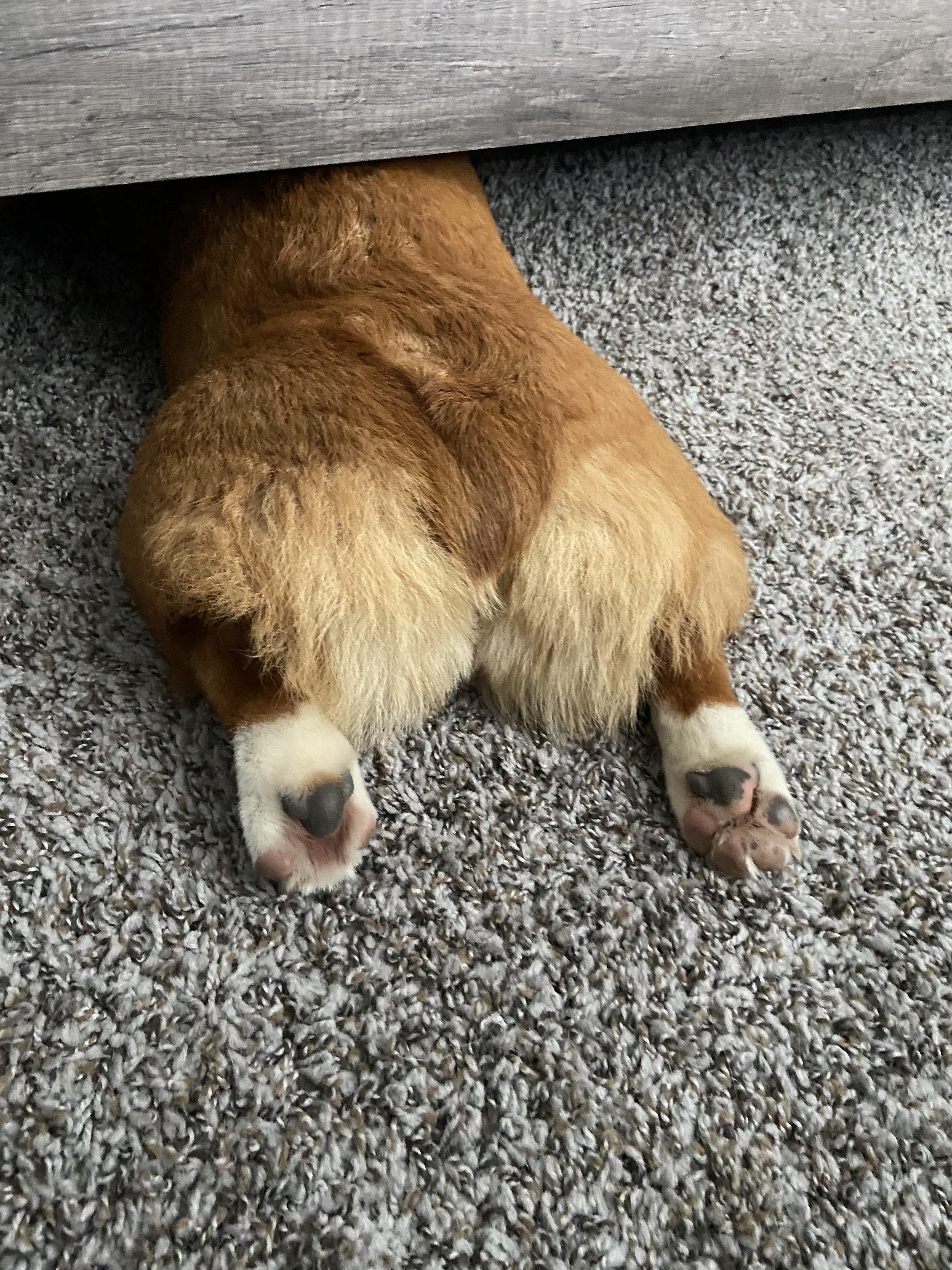 Floof monster under the bed | Scrolller