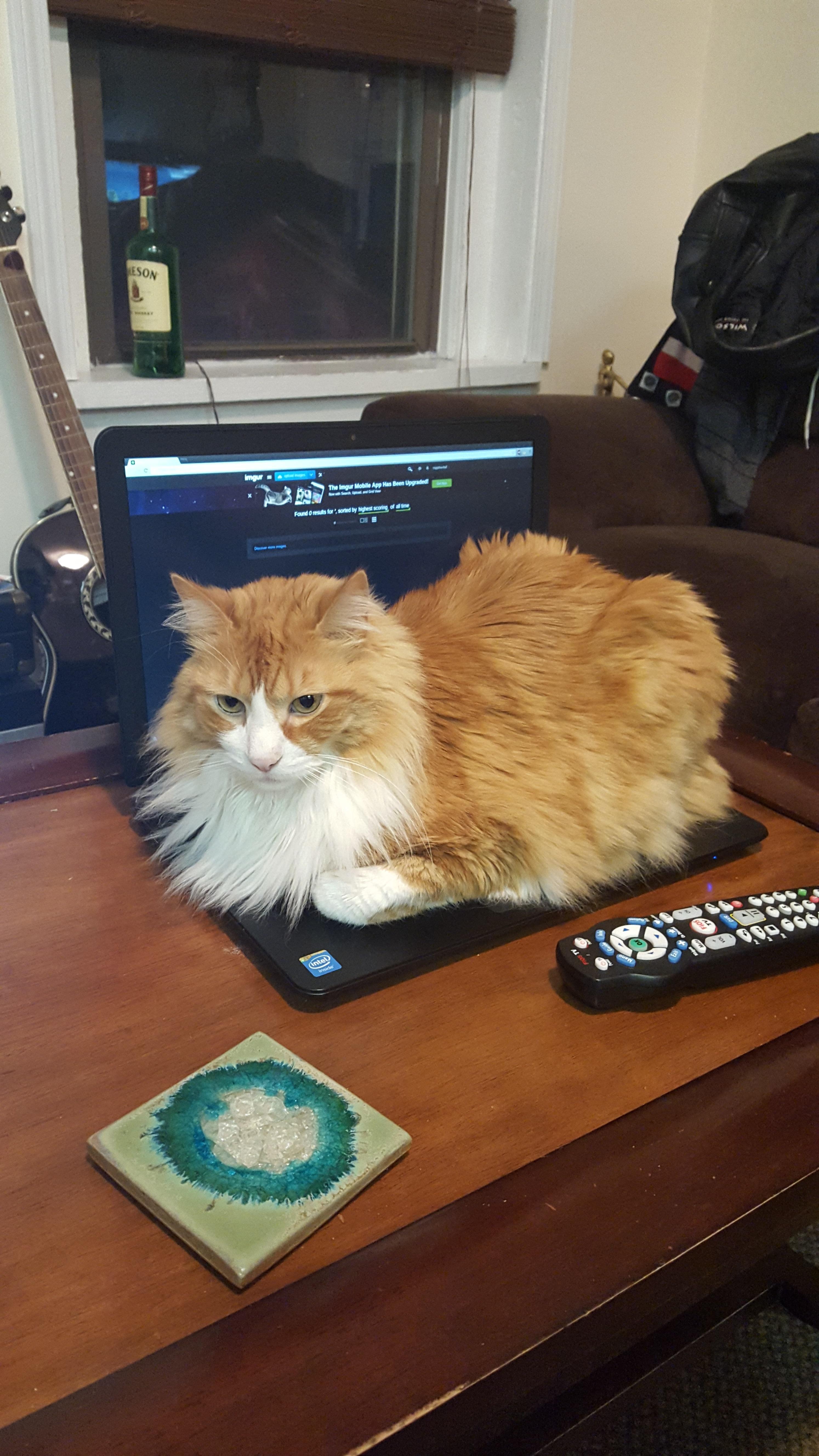 Floofy cat | Scrolller