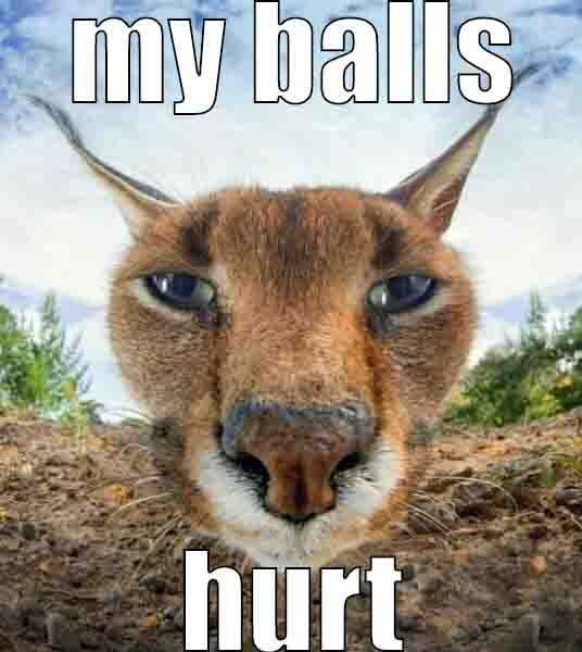 floppa after cock and ball torture | Scrolller