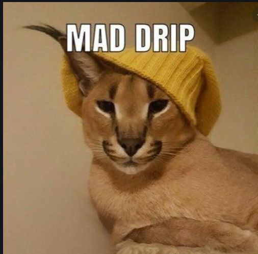 Floppa being Floppa | Scrolller