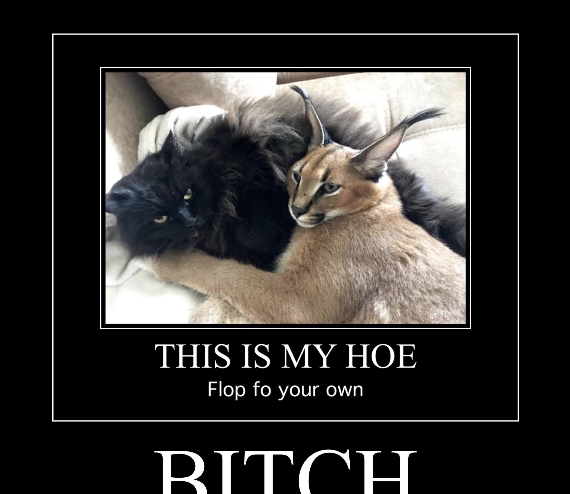 Floppa gots him a hoe | Scrolller