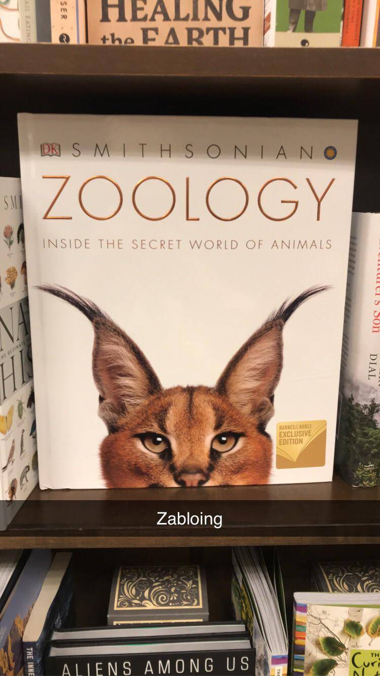 Floppa releases new tell all memoir | Scrolller