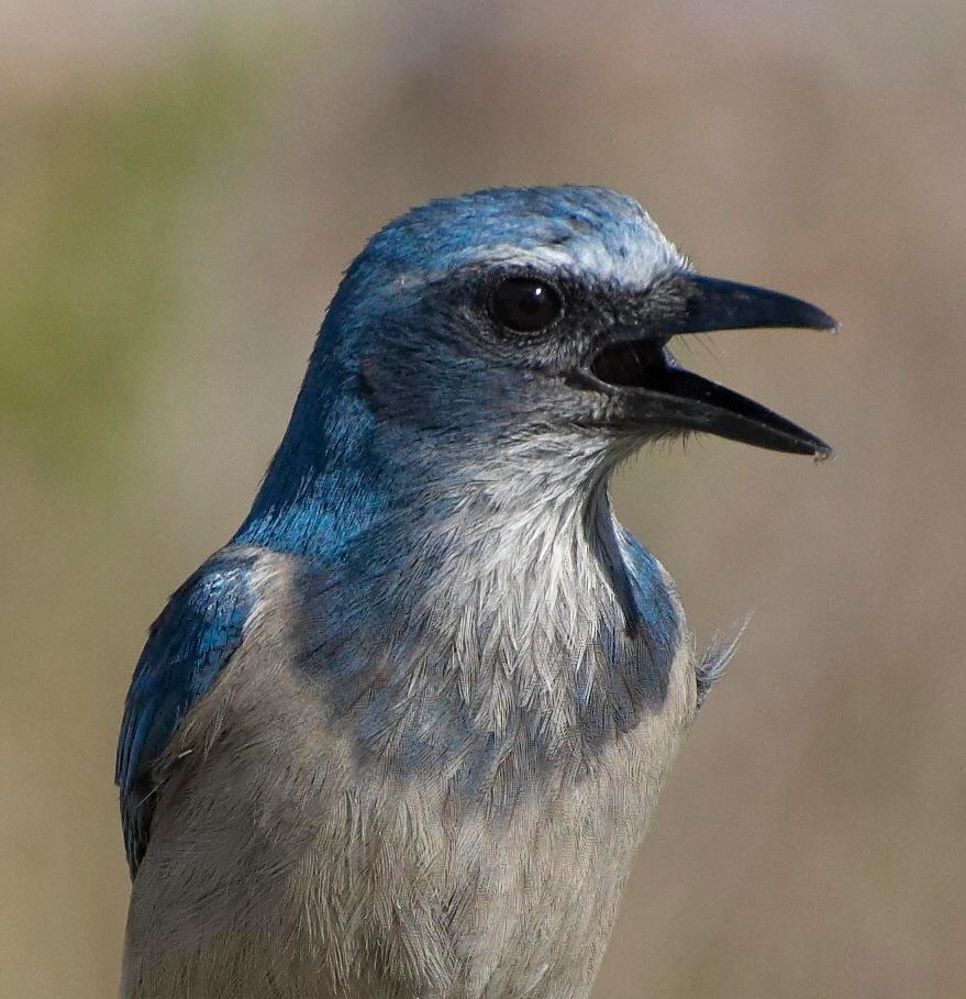 Florida Scrub Jay | Scrolller