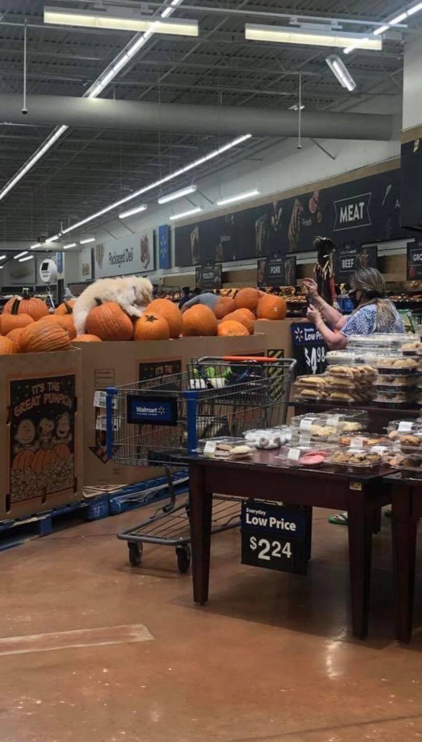 Florida Walmart at its finest | Scrolller