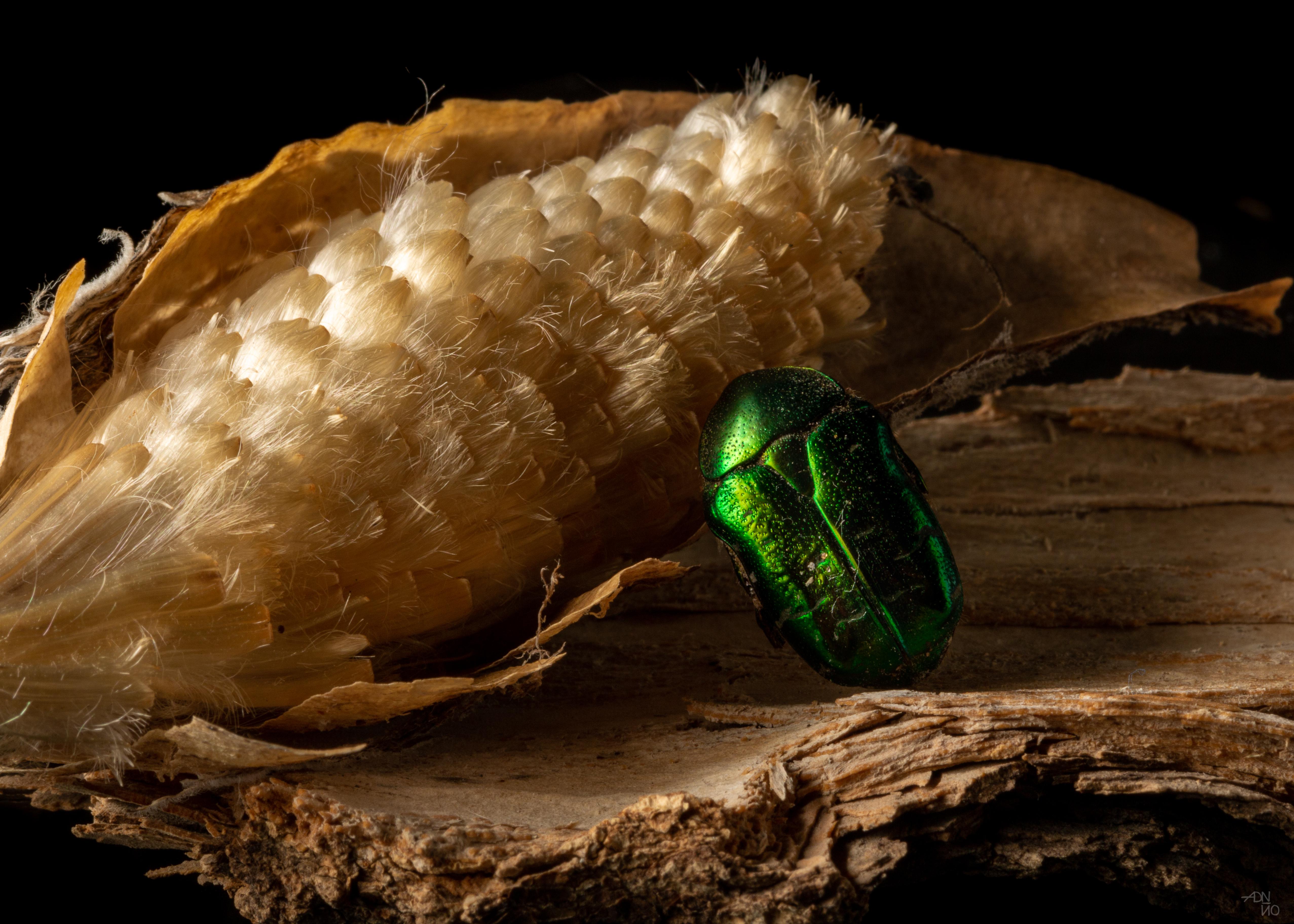 Flower & Beetle | Scrolller