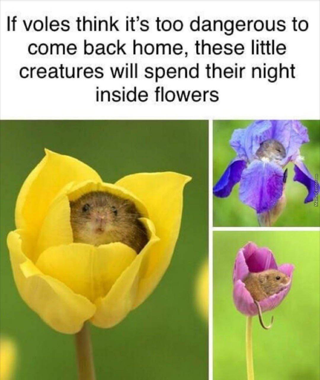 Flower Children | Scrolller