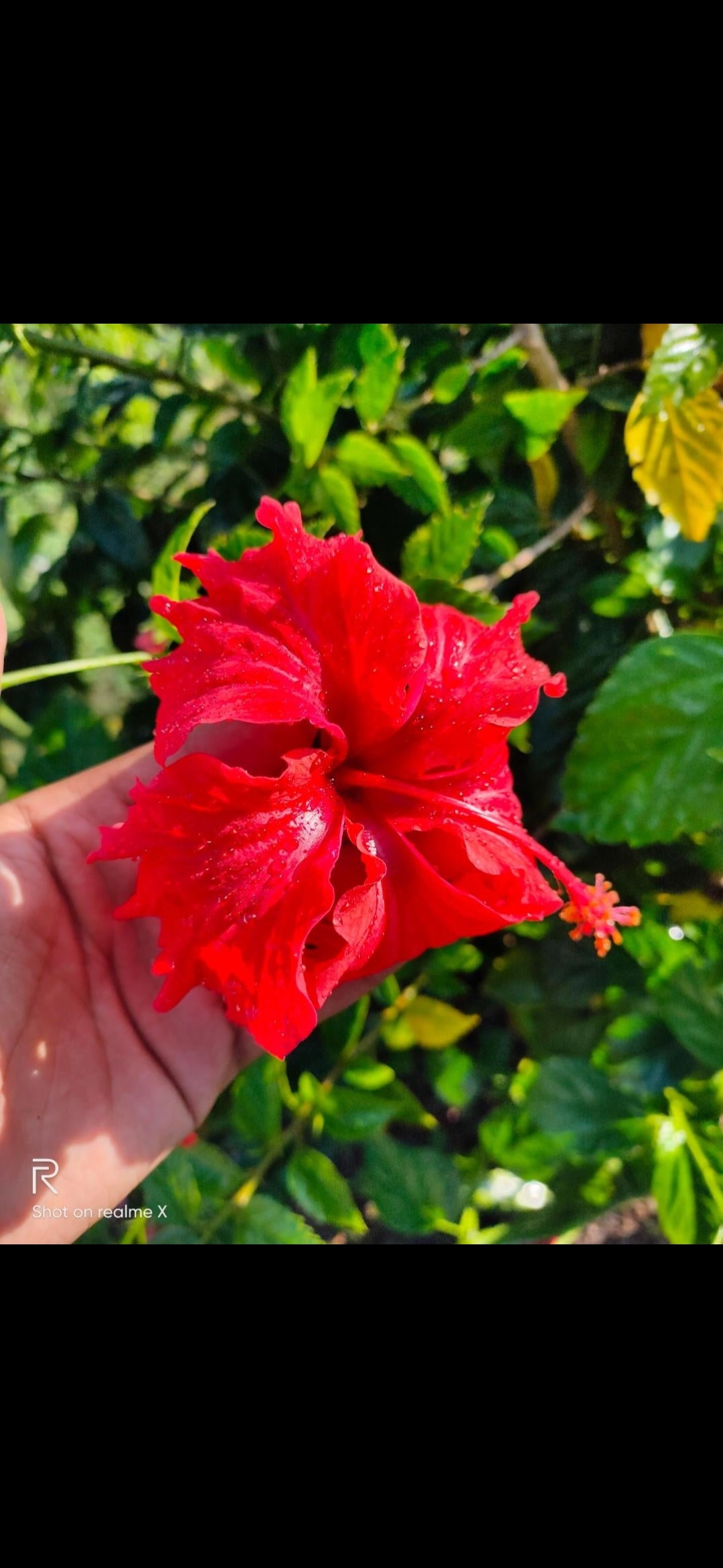 Flower on sunny day after watering. | Scrolller