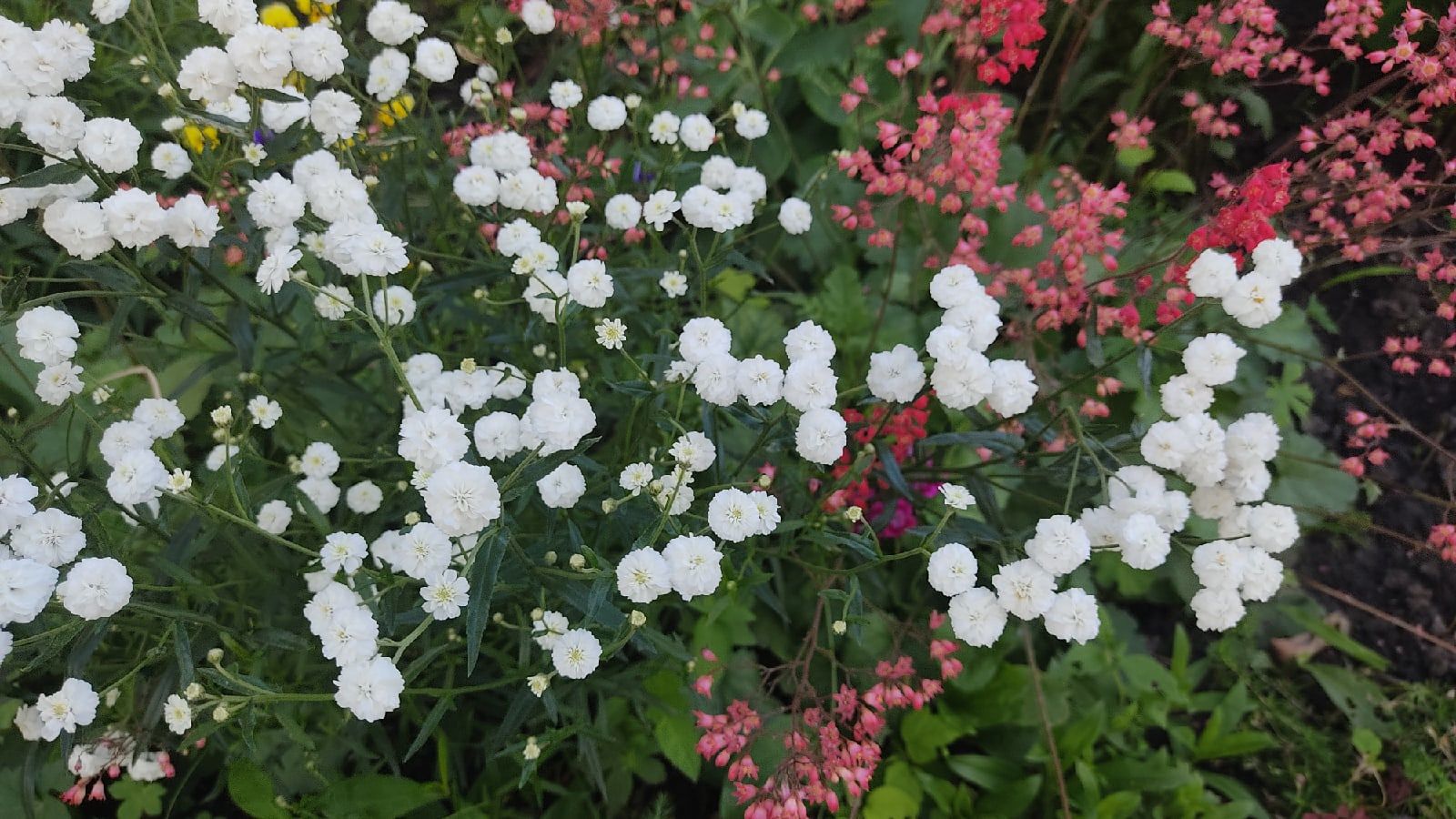 Flowers in our garden | Scrolller