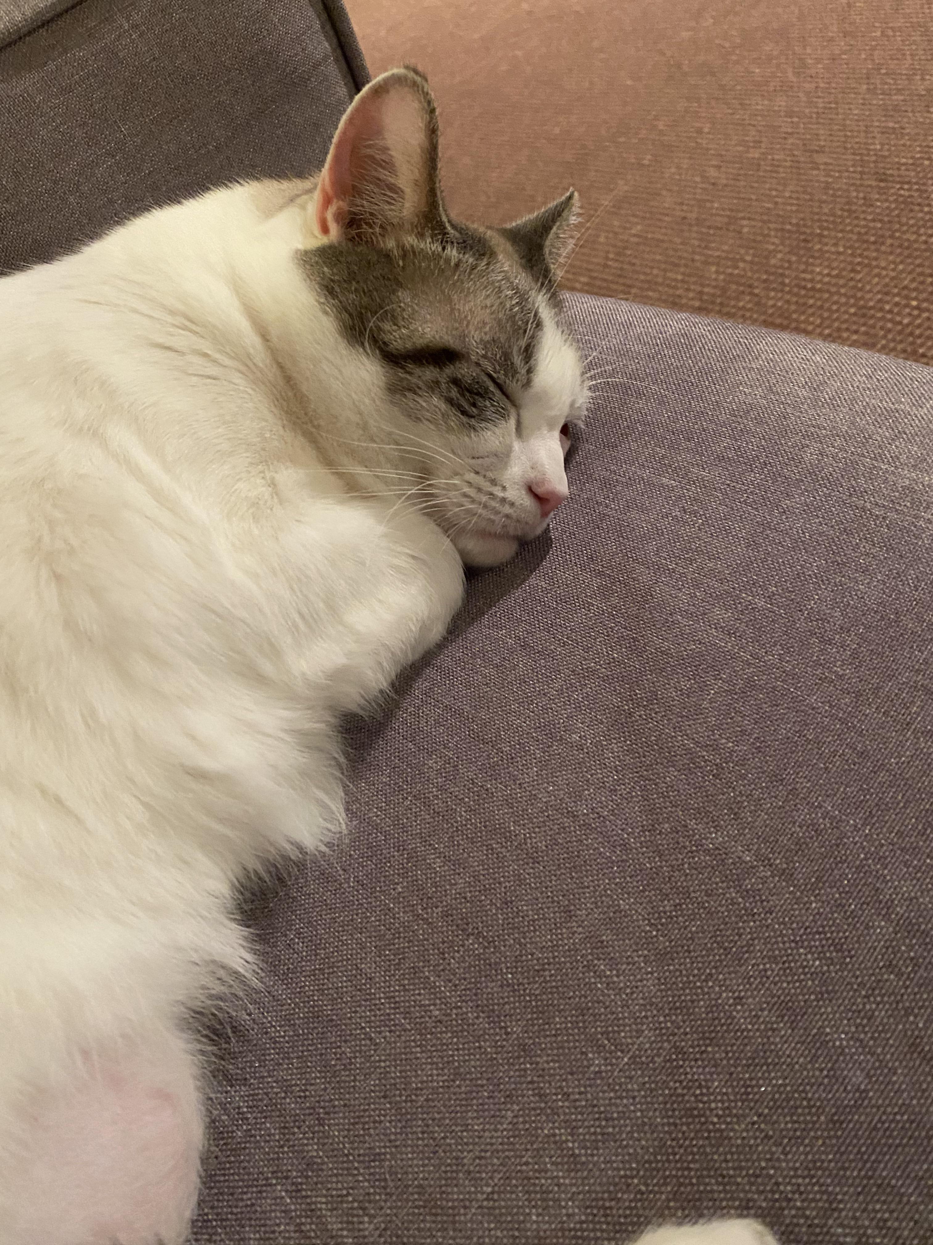 Fluff master 1000 has been put into Sleep Mode | Scrolller