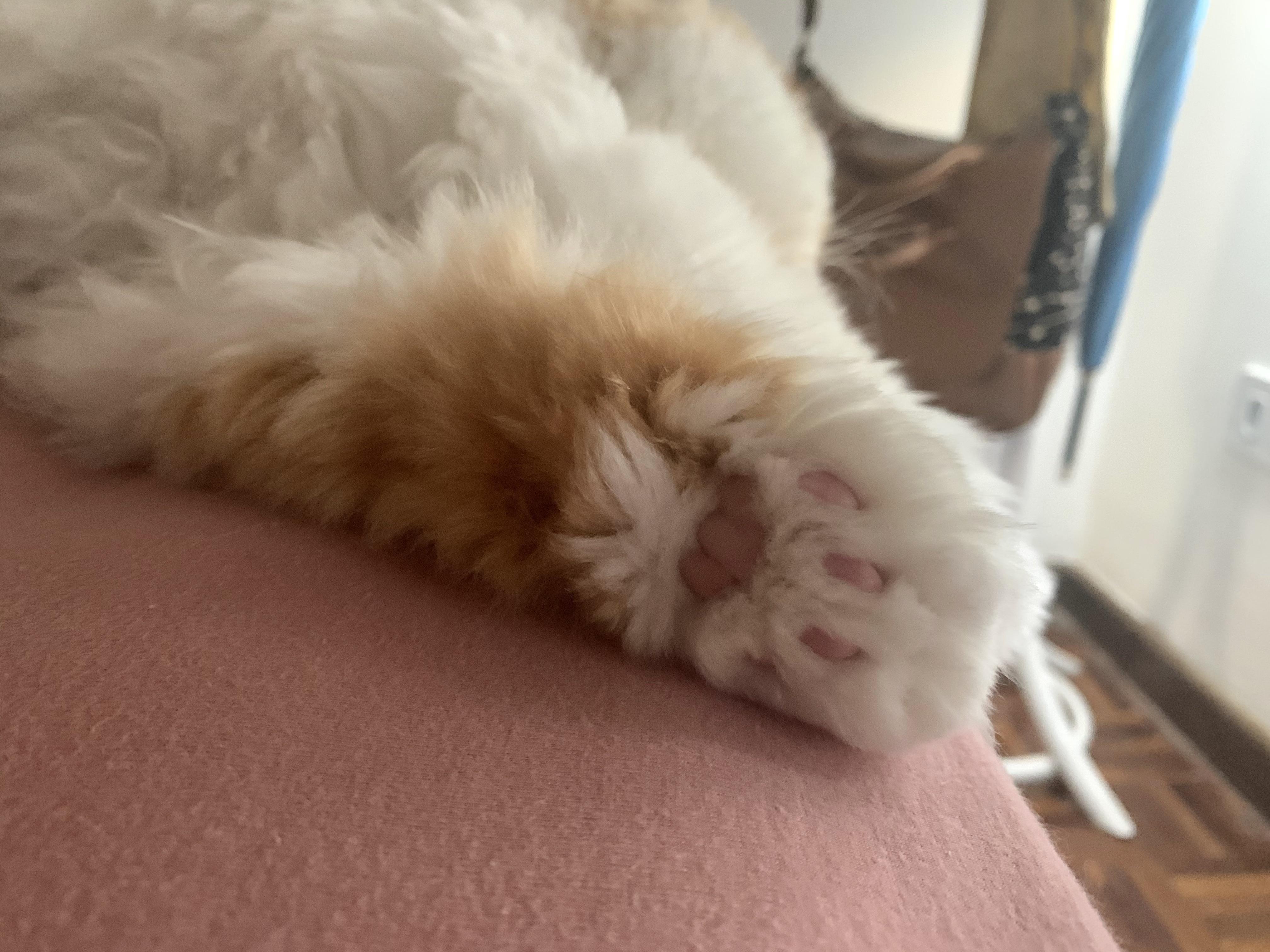 Fluffy beans! | Scrolller